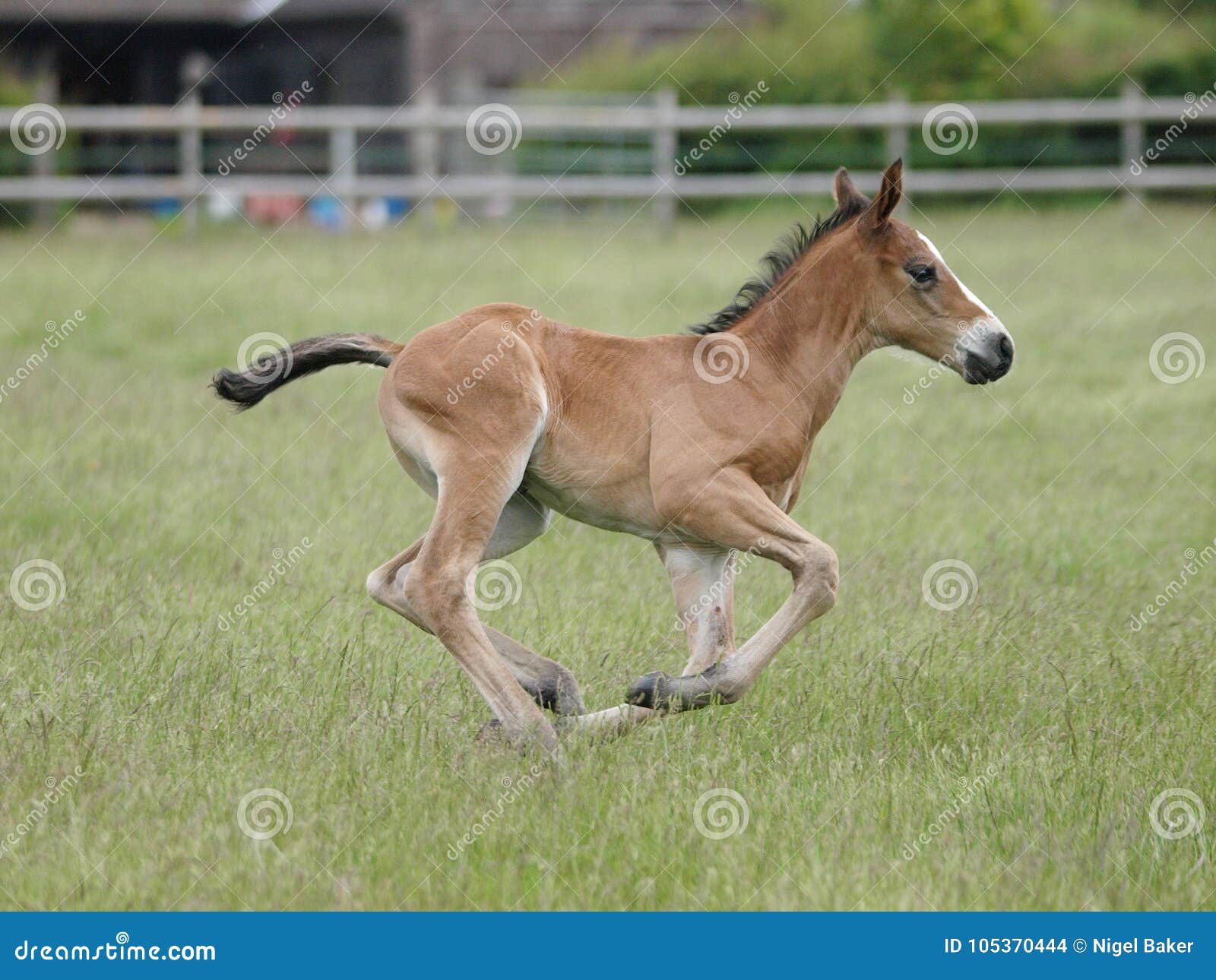 Running Foal stock photo. Image of beautiful, pretty - 105370444
