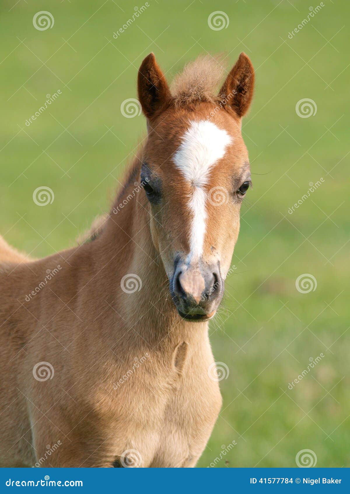 Pretty Foal stock photo. Image of freedom, mare, pasture - 41577784