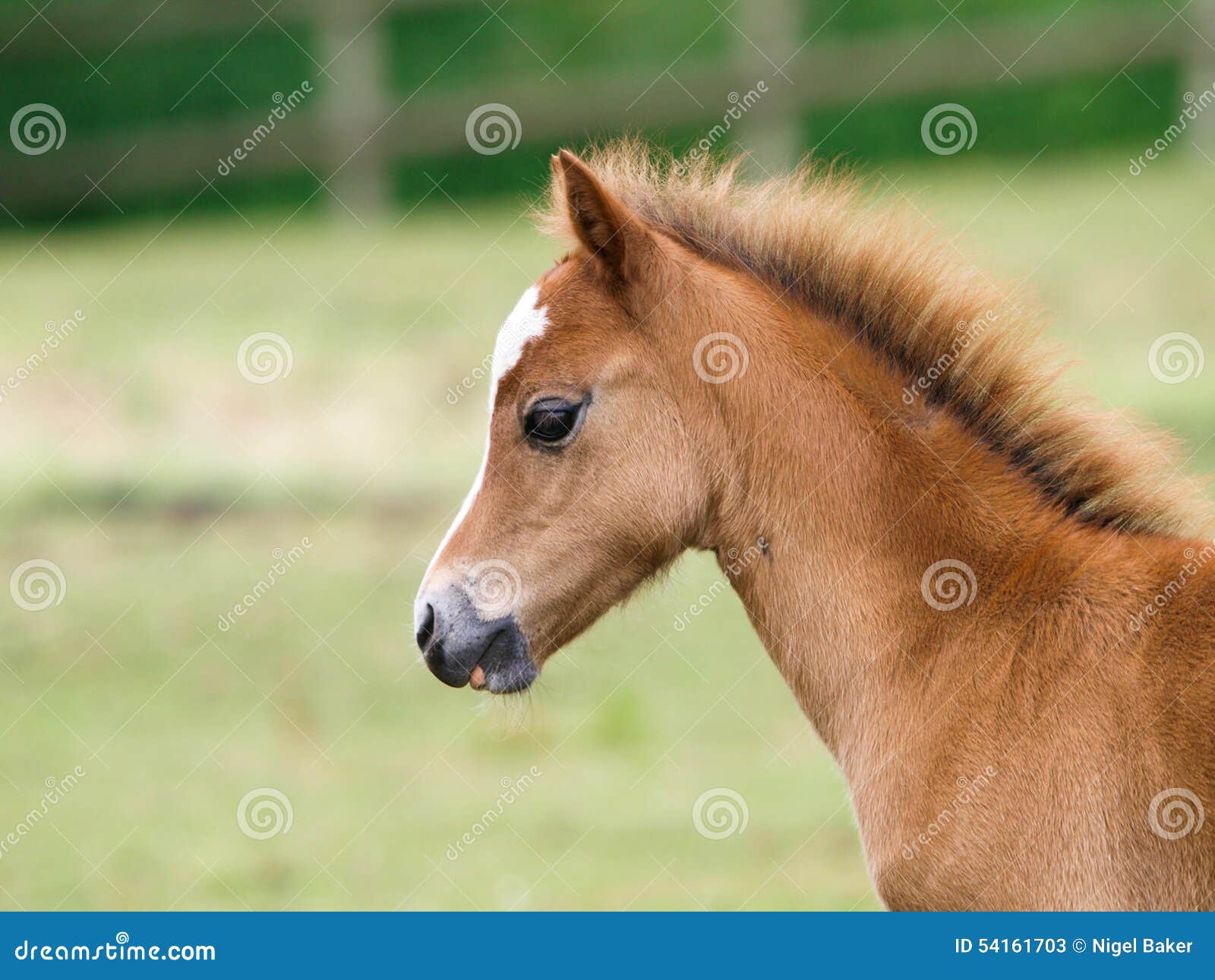 Pretty Foal stock image. Image of country, beautiful - 54161703