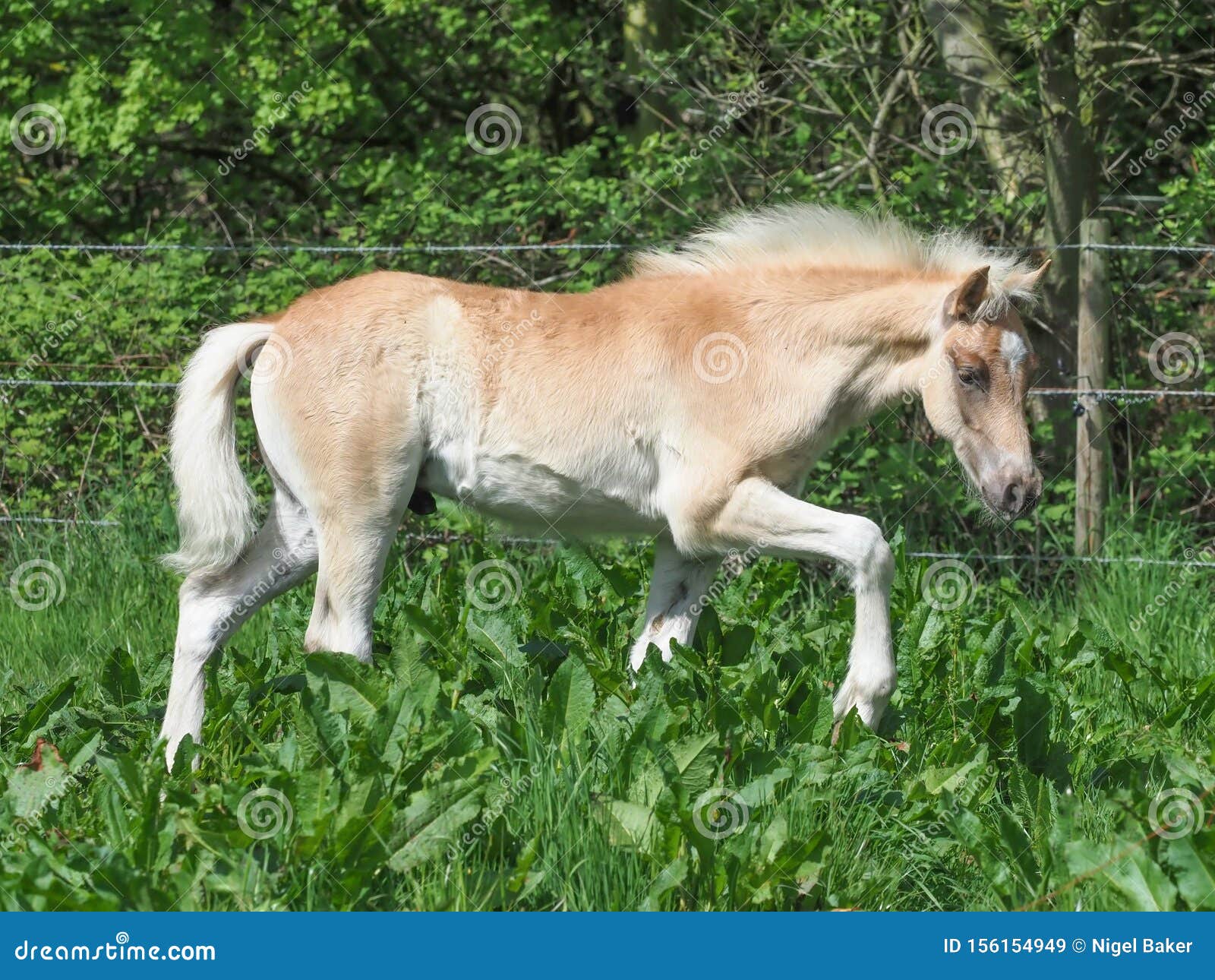Pretty foal in paddock stock image. Image of pony, love - 156154949