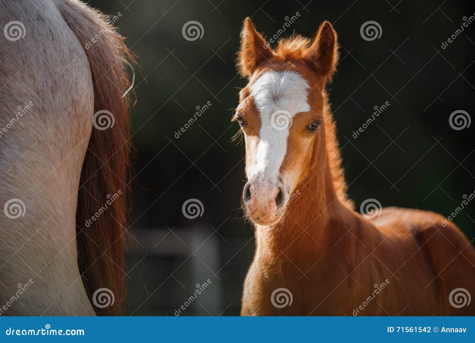 A Pretty Foal Stands in a Summer Paddock Stock Photo - Image of jump ...