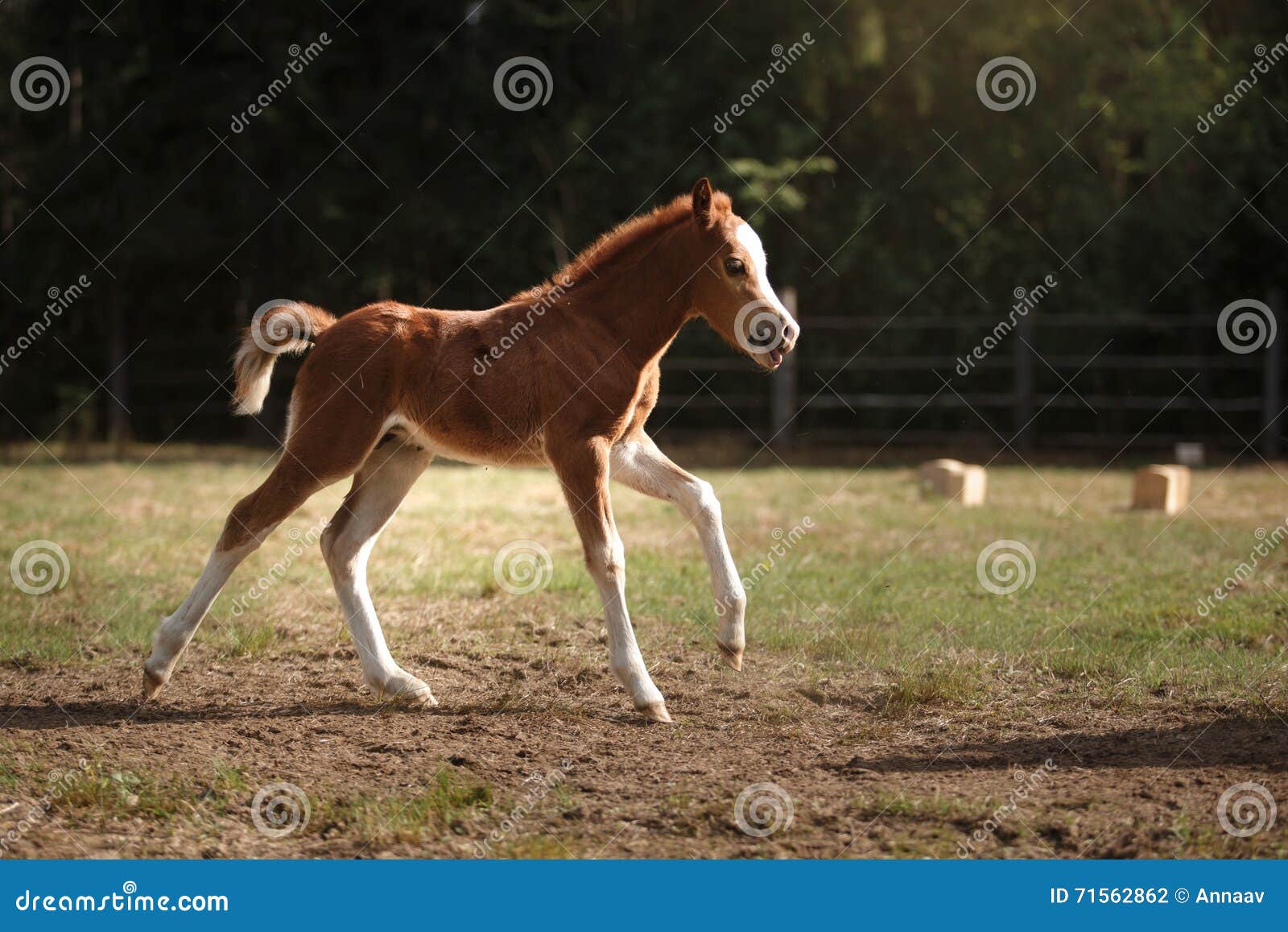 A Pretty Foal Stands in a Summer Paddock Stock Photo - Image of horse ...