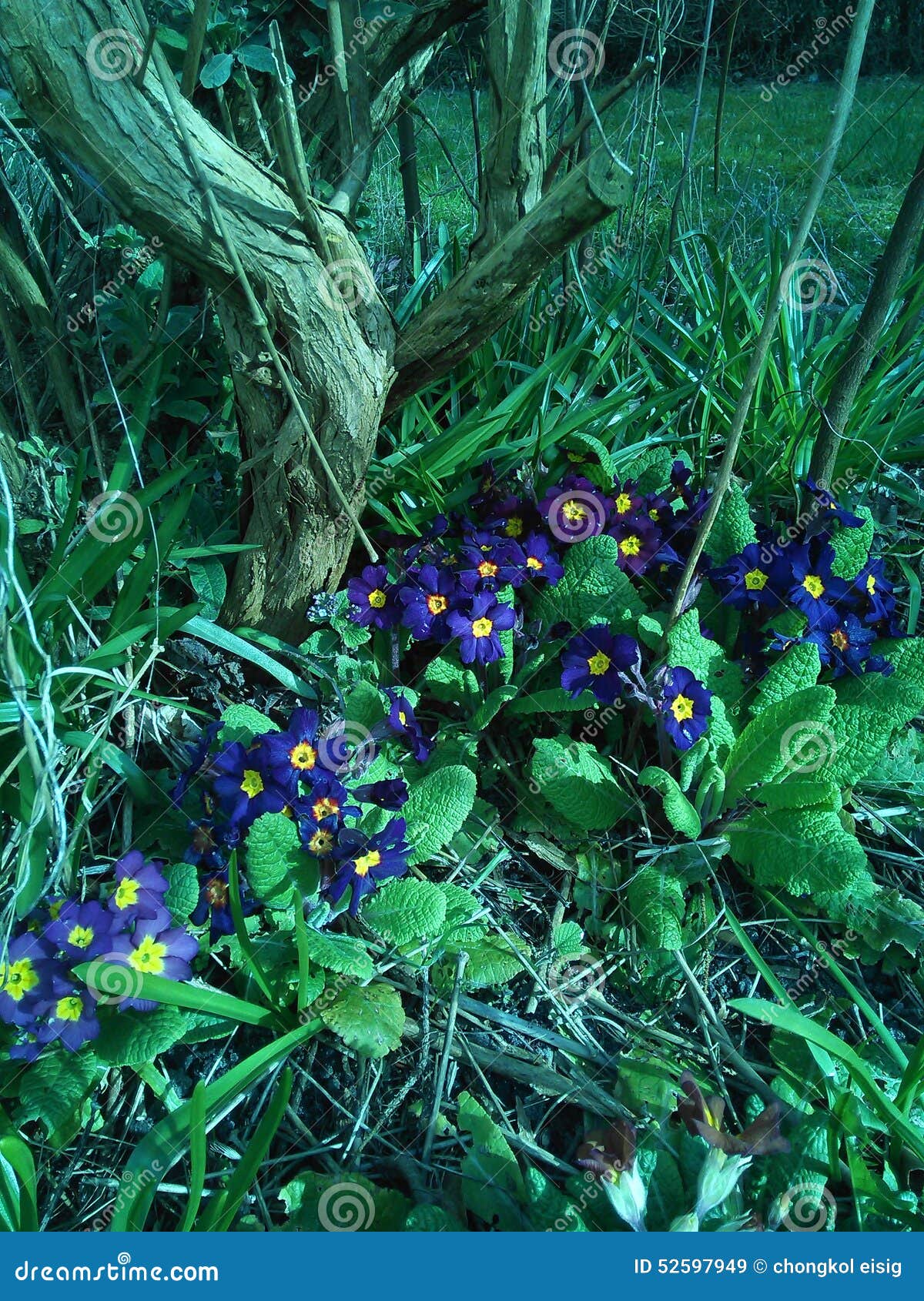 Pretty folwer stock image. Image of flower, summer, pretty - 52597949