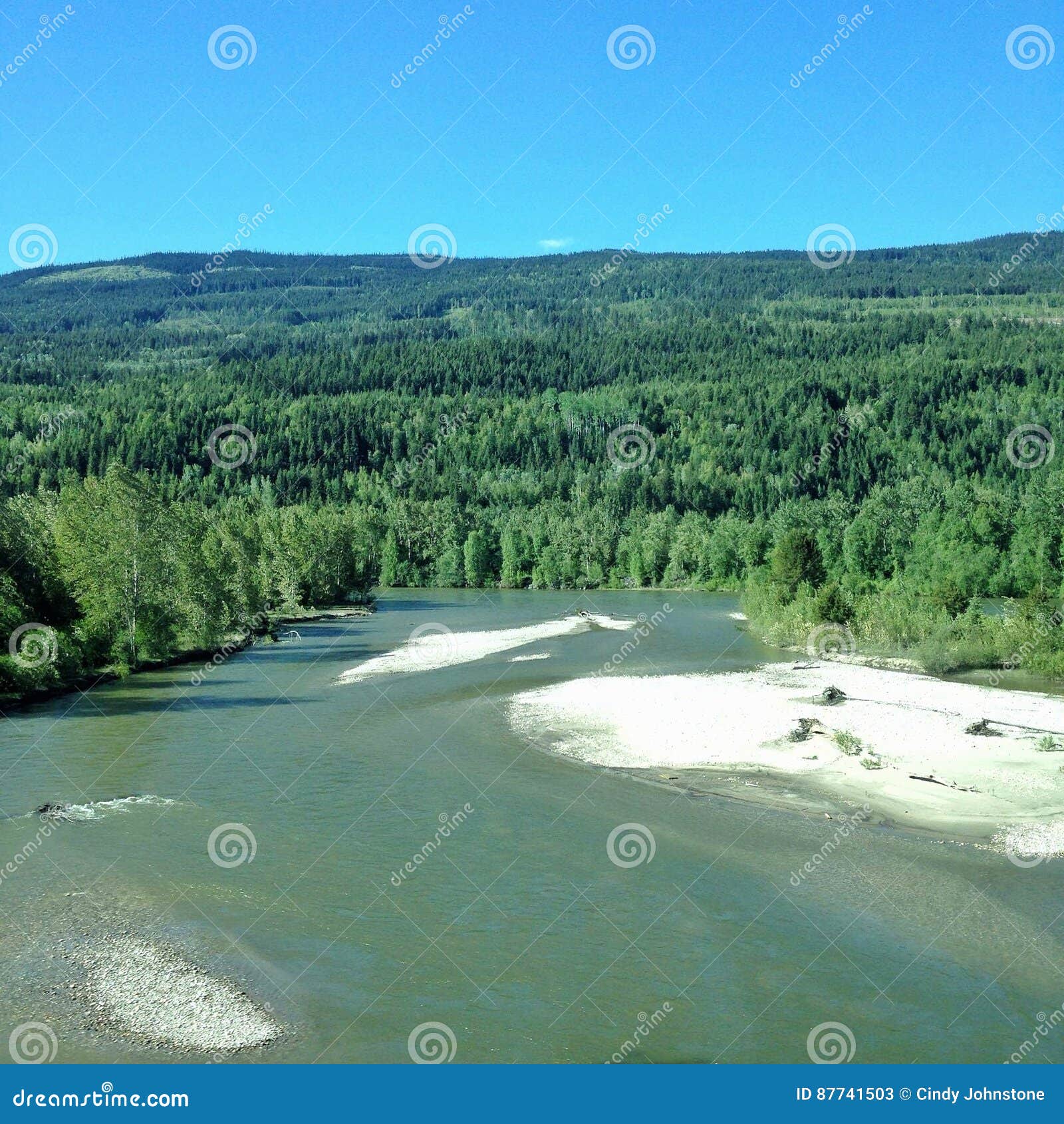 Pretty Forest in Australia stock image. Image of landscape - 87741503