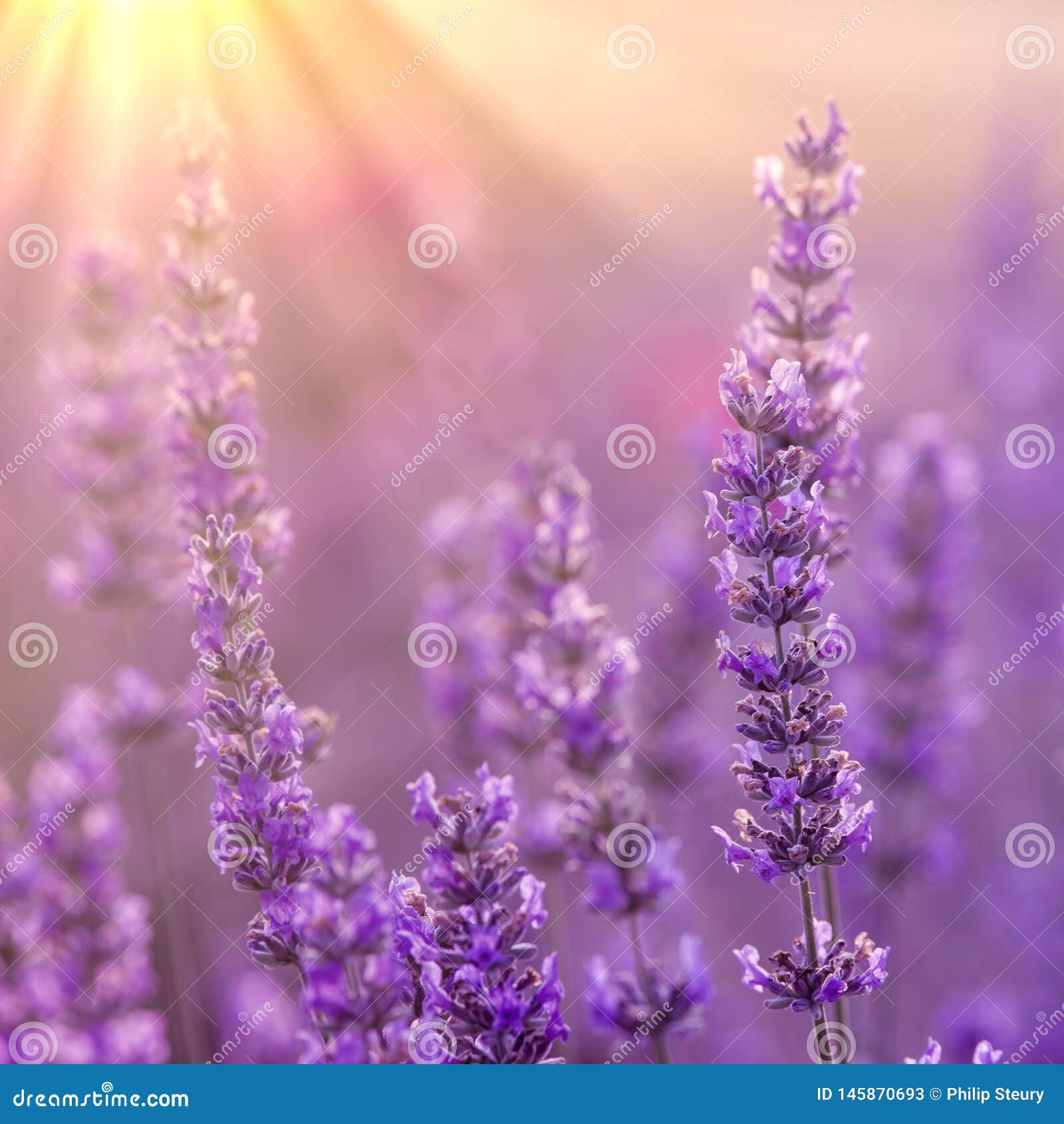 Pretty Fresh lavender stock image. Image of purple, flowers - 145870693