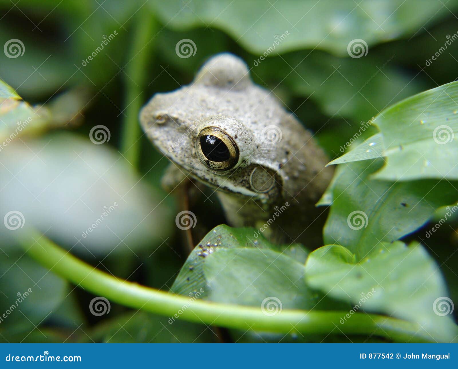 Pretty Frog Peeking through Leaves Stock Photo - Image of langford ...