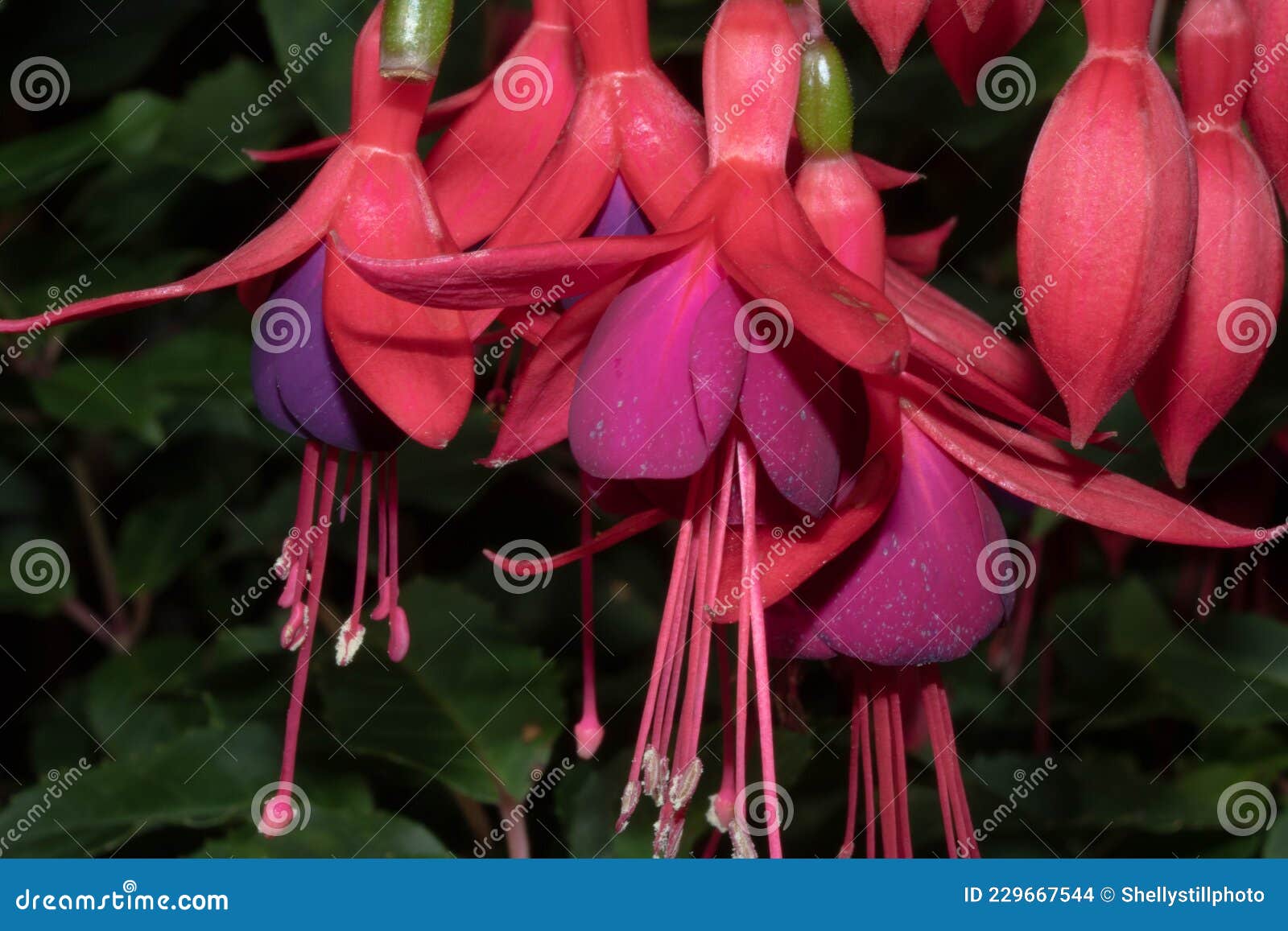 Pretty Fuchsia Flowers on Stem in Nature Stock Photo - Image of flora ...