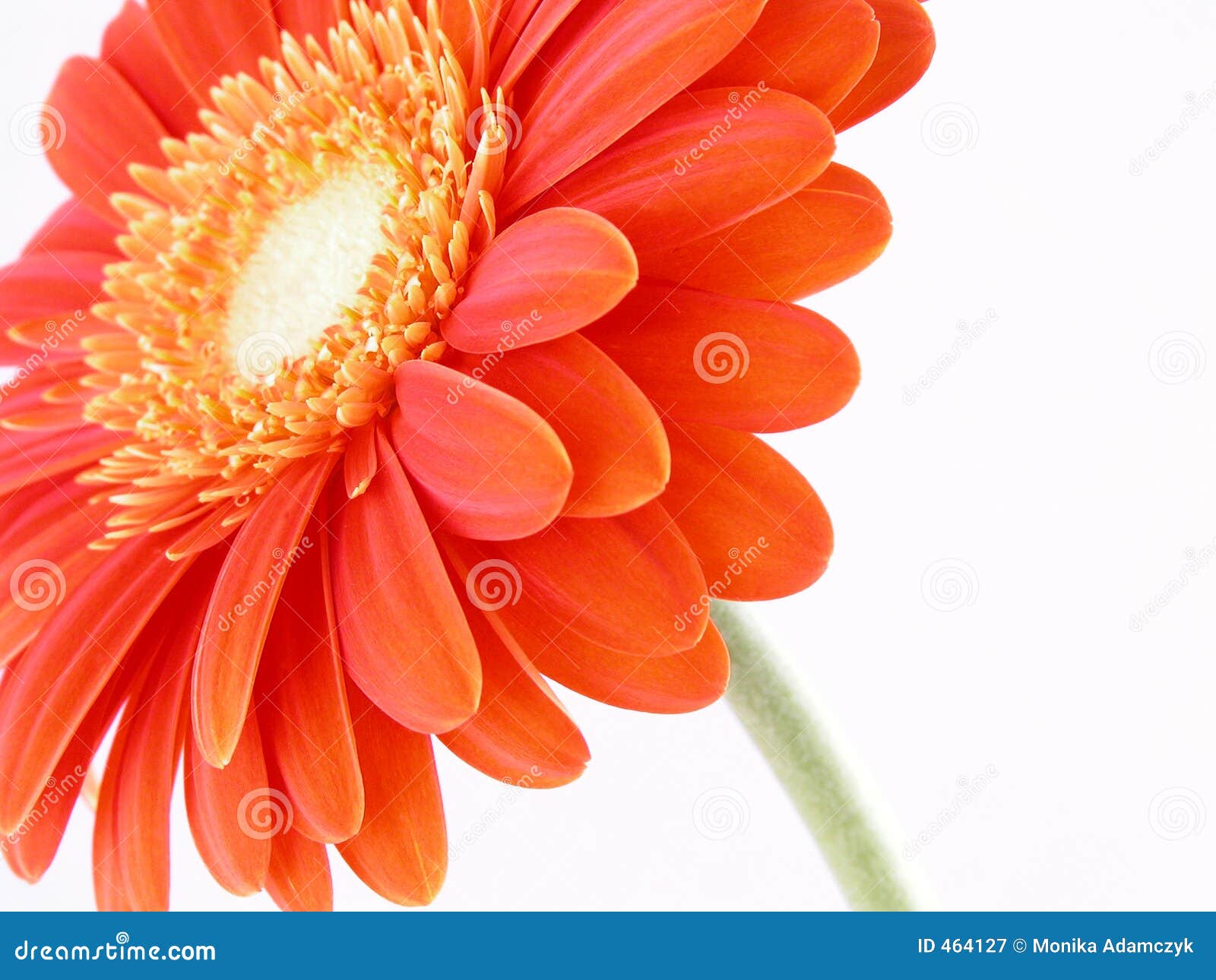 Pretty gerbera stock image. Image of details, petals, gerbera - 464127