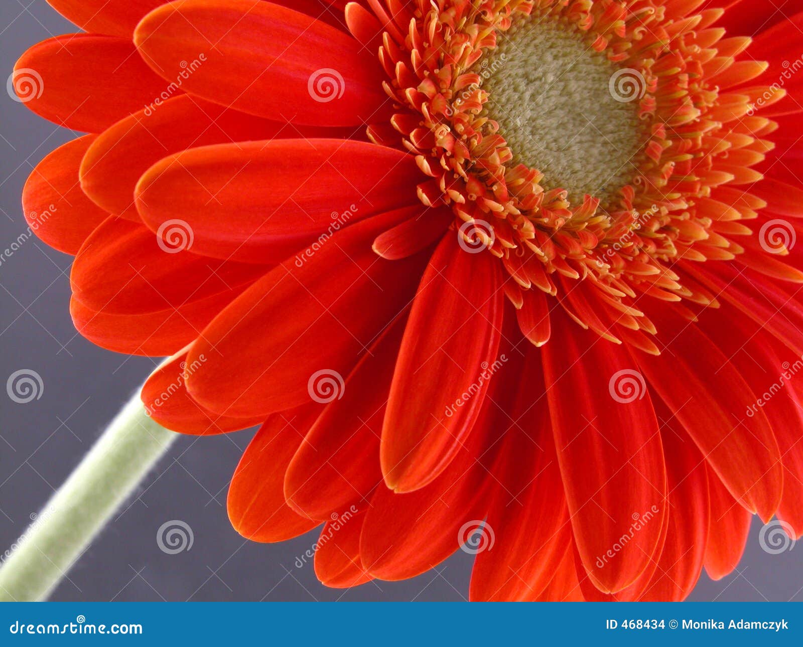 Pretty gerbera stock photo. Image of spring, flower, petals - 468434