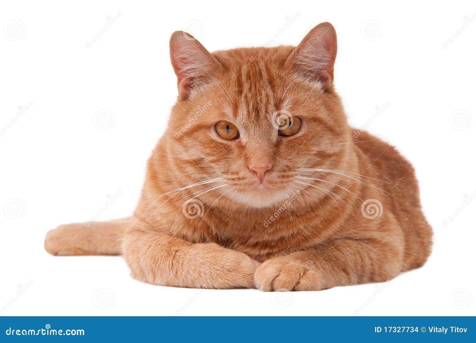 Pretty ginger cat stock photo. Image of lying, purr, floor - 17327734