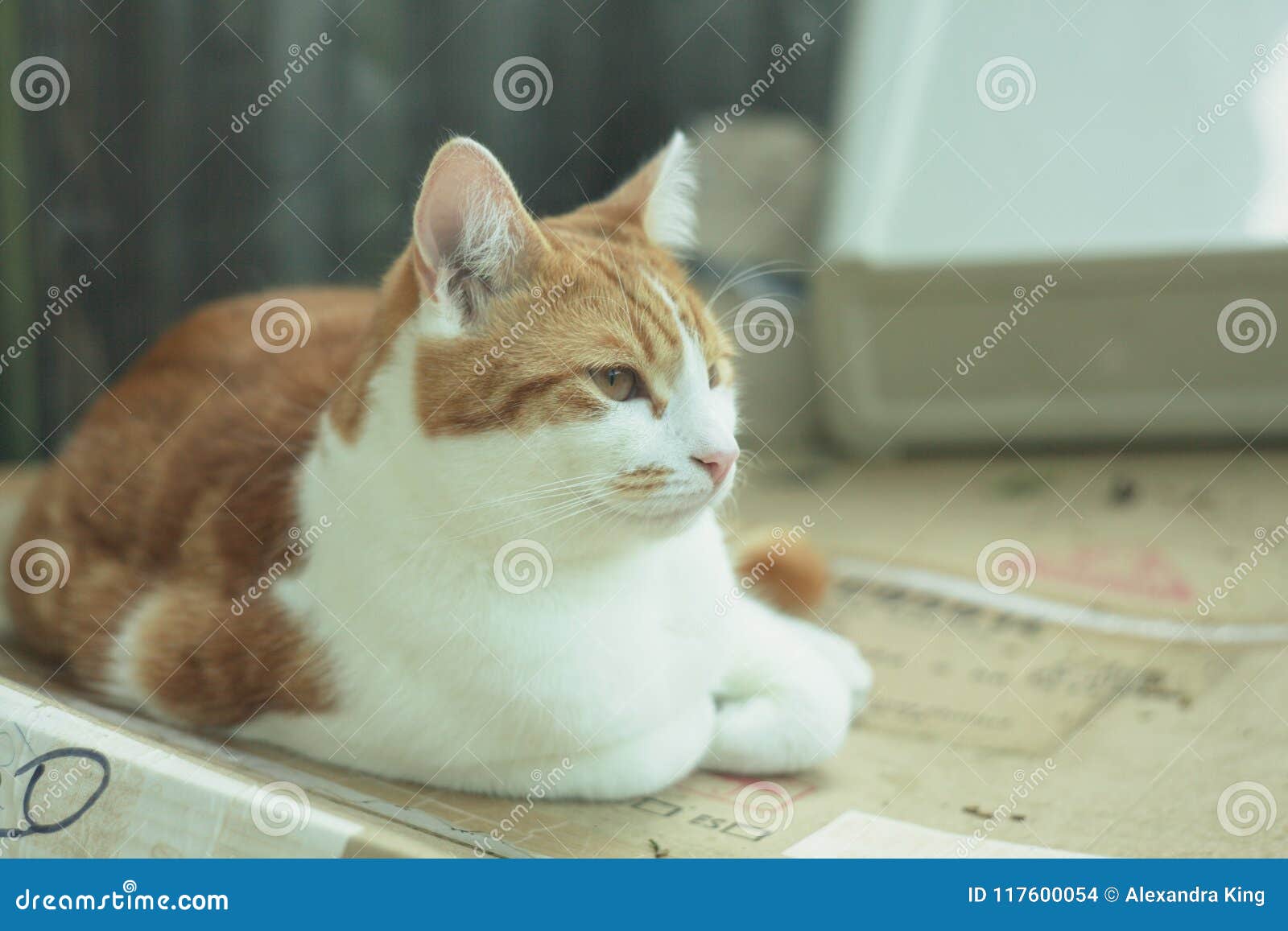 Ginger Tomcat stock photo. Image of feline, garden, ears - 117600054