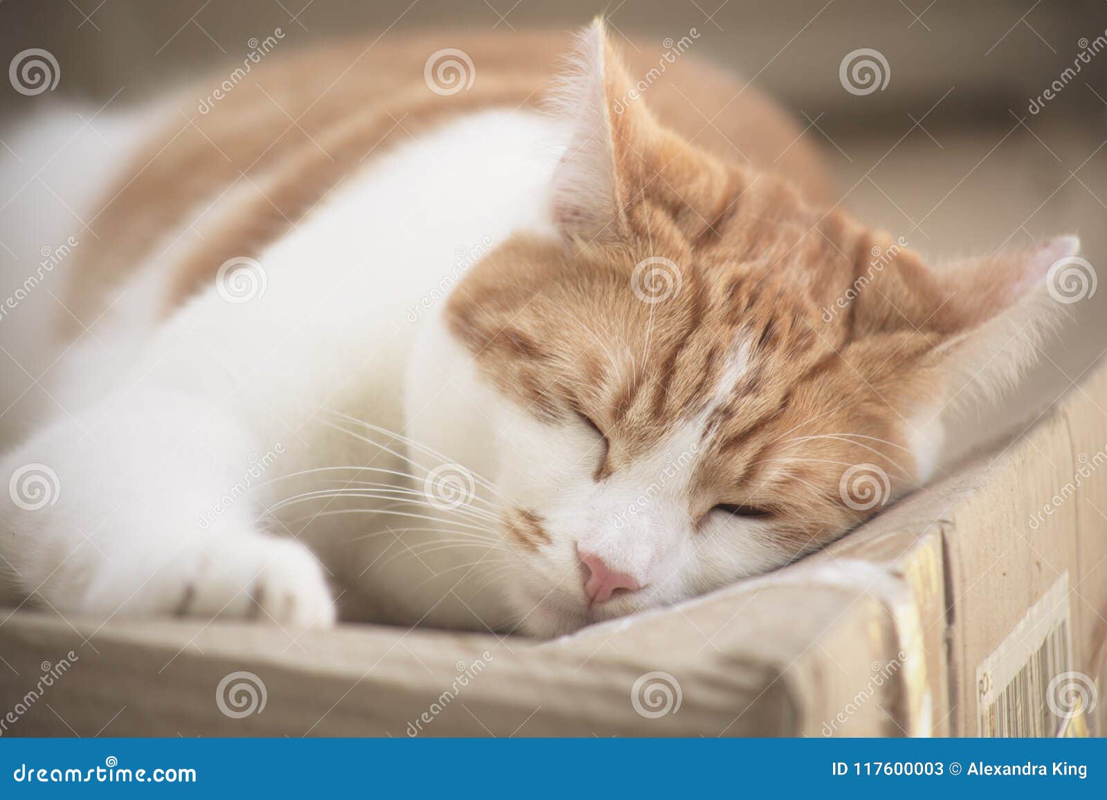 Ginger Tomcat stock image. Image of fluffy, exhausted - 117600003