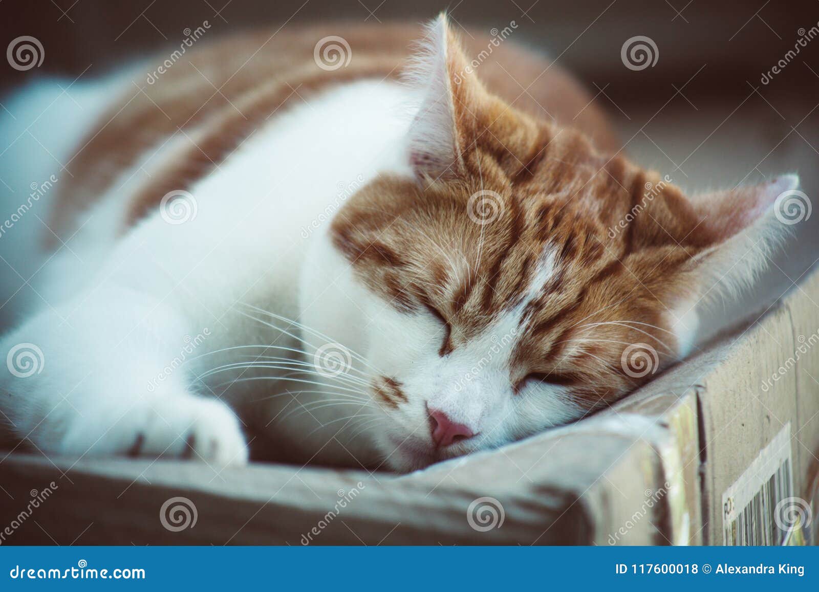 Ginger Tomcat stock photo. Image of lazy, health, mammal - 117600018