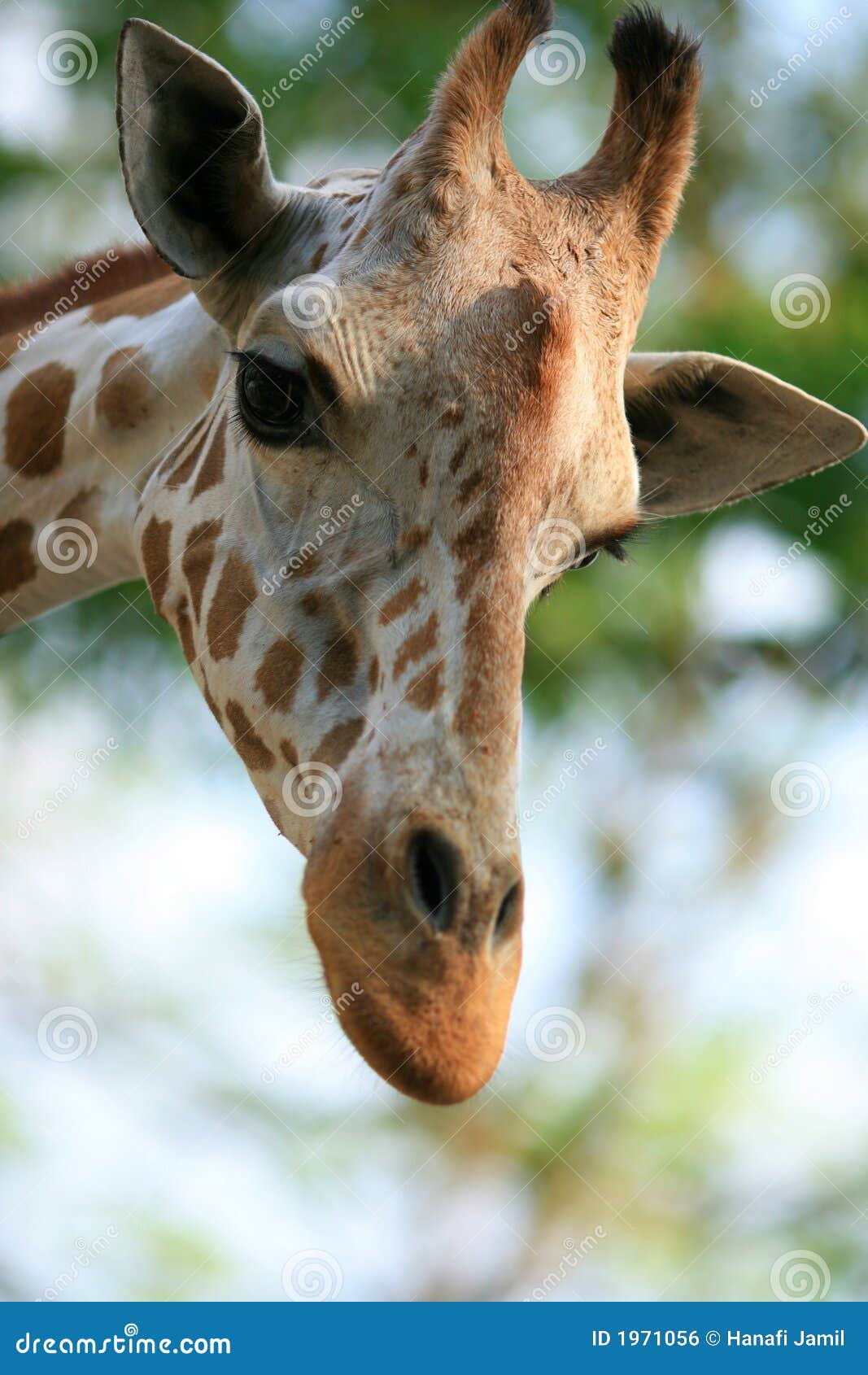 A Pretty Giraffe stock photo. Image of africa, long, portrait - 1971056