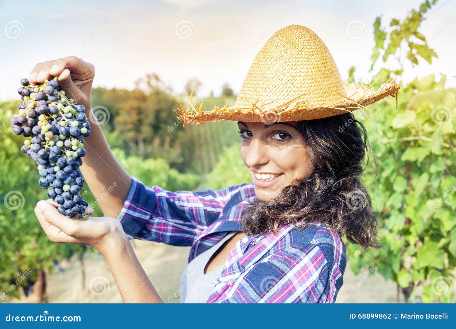Pretty Girl Picks Grapes in a Vineyard Stock Photo - Image of abundance ...