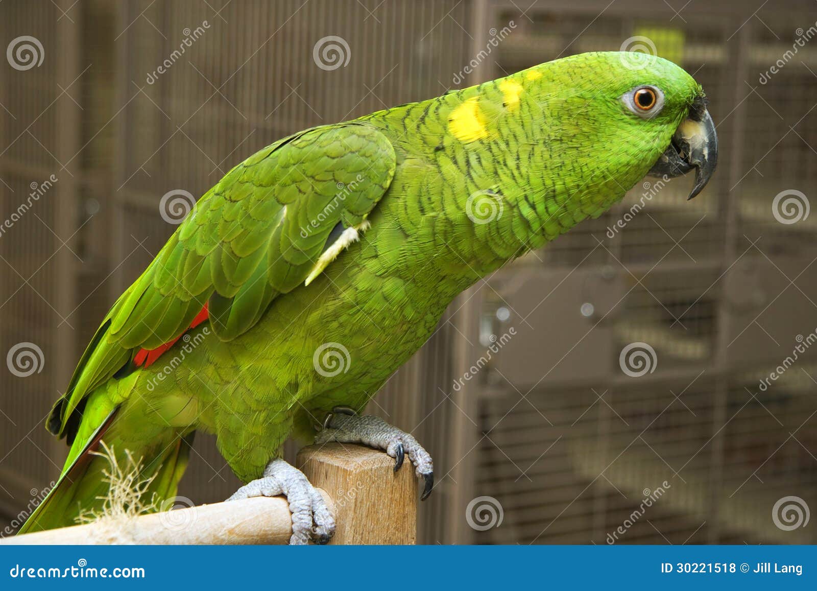 Amazon Parrot stock photo. Image of feathered, feathers - 30221518