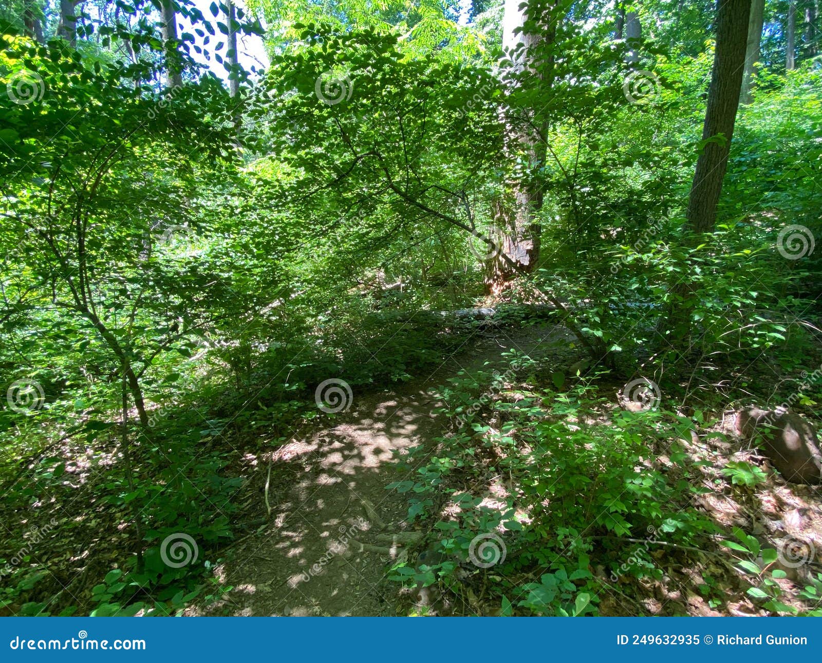 Pretty Green Forest Landscape in Spring in June Stock Image - Image of ...