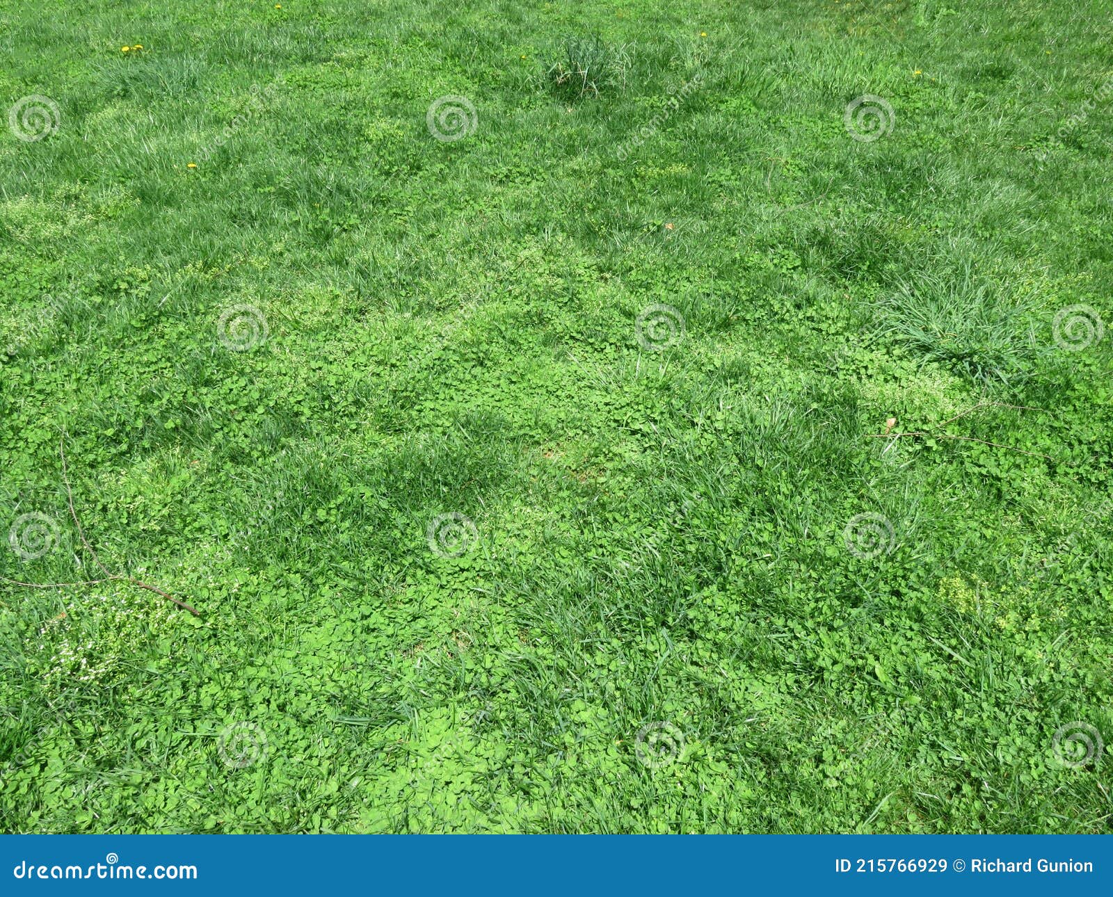 Pretty Green Grass of Springtime Stock Image - Image of green, field ...