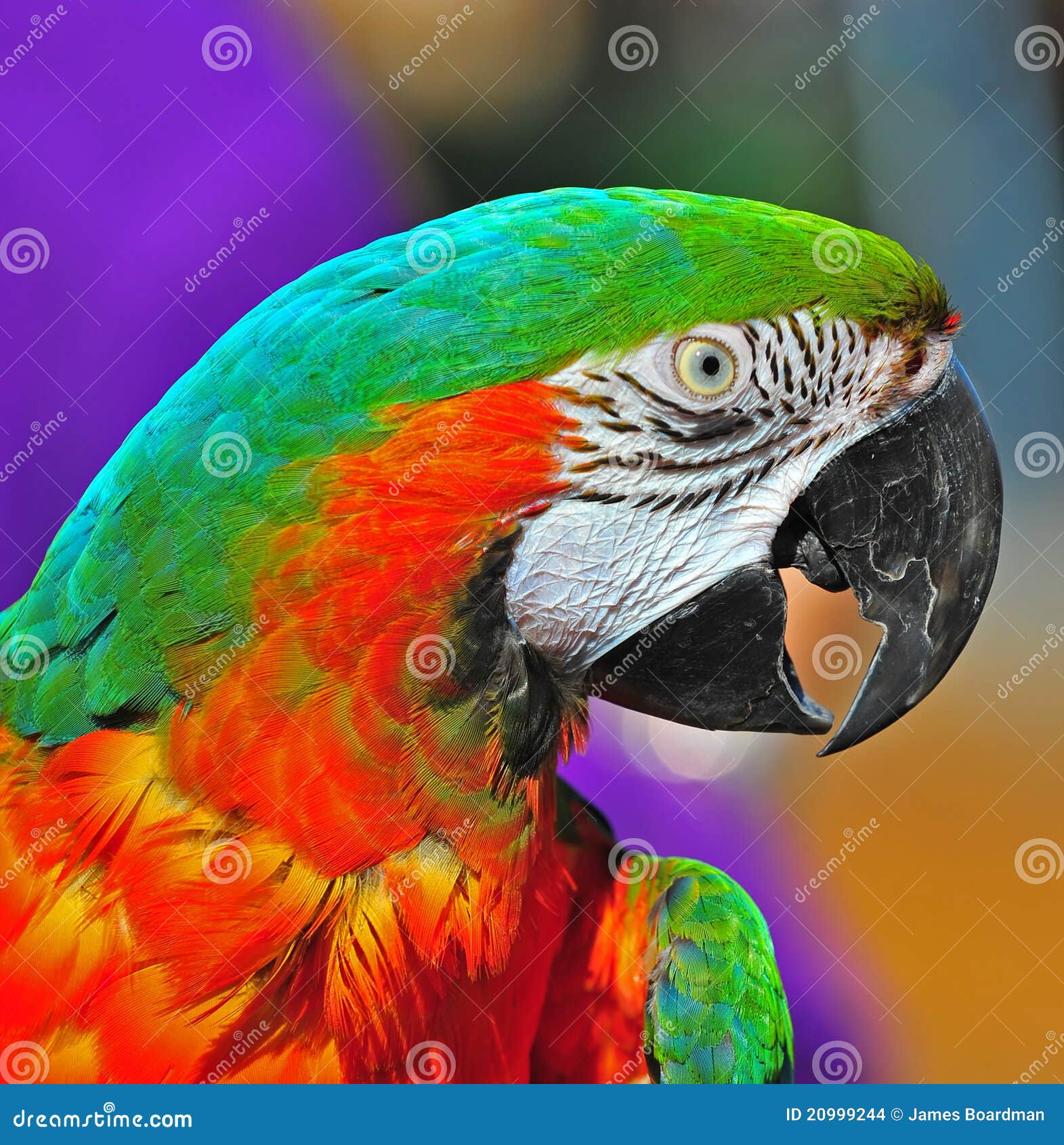 Pretty Green head Macaw stock photo. Image of feather - 20999244