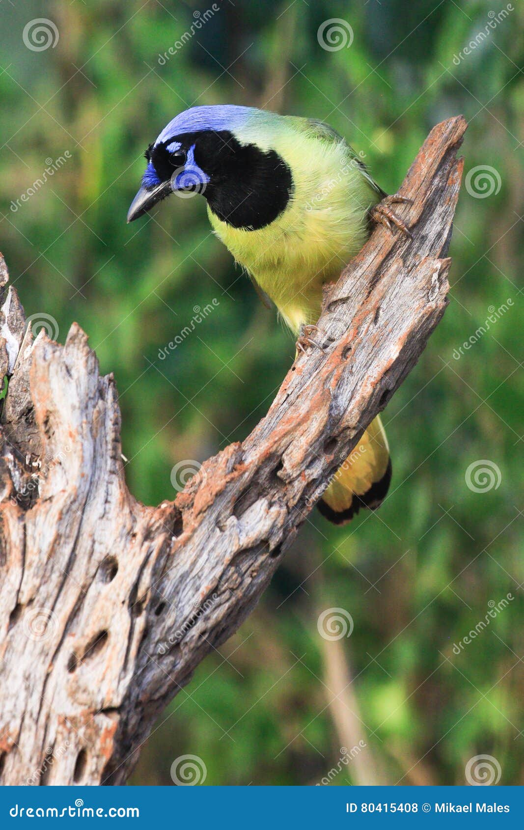 Pretty green jay stock photo. Image of freedom, bare - 80415408