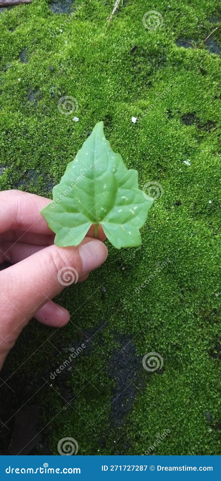 Pretty green moss stock image. Image of produce, crop - 271727287