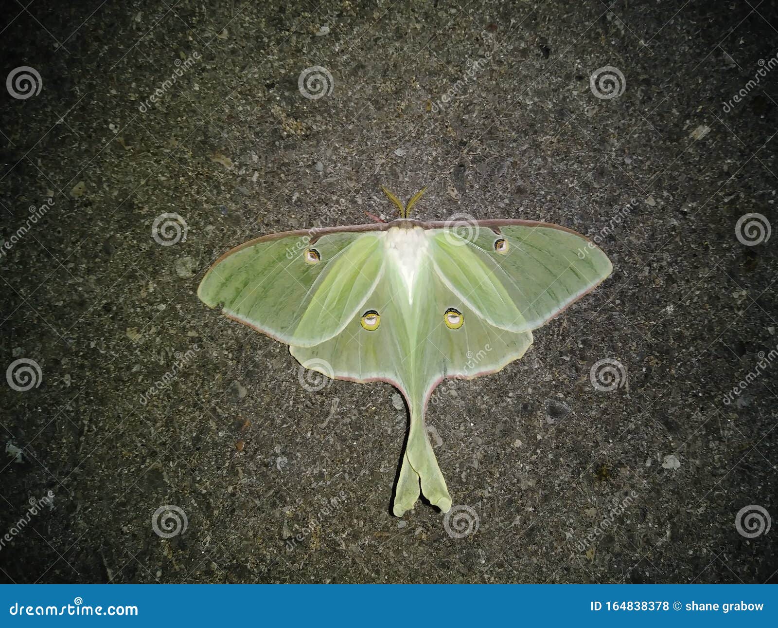 Pretty green moth stock photo. Image of pretty, spotted - 164838378