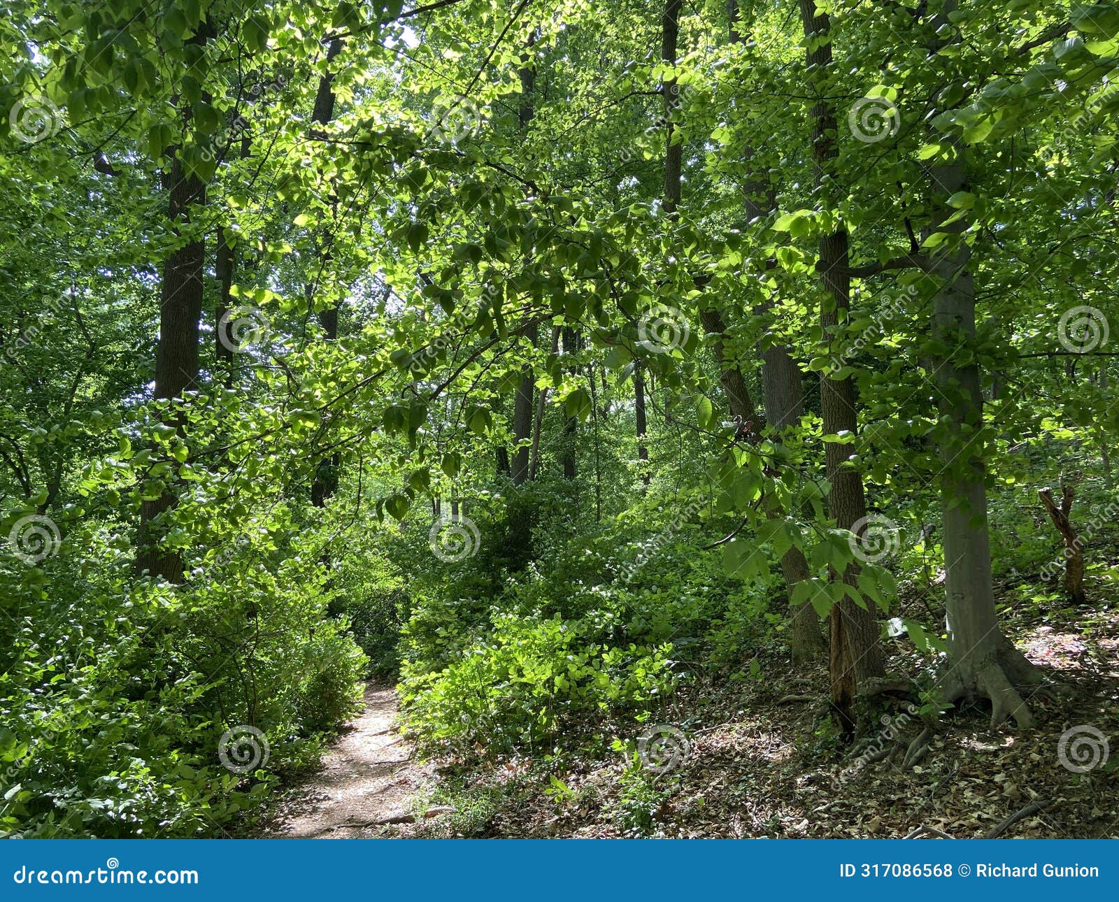 Pretty Green Spring Forest and Path Landscape in May Stock Photo ...