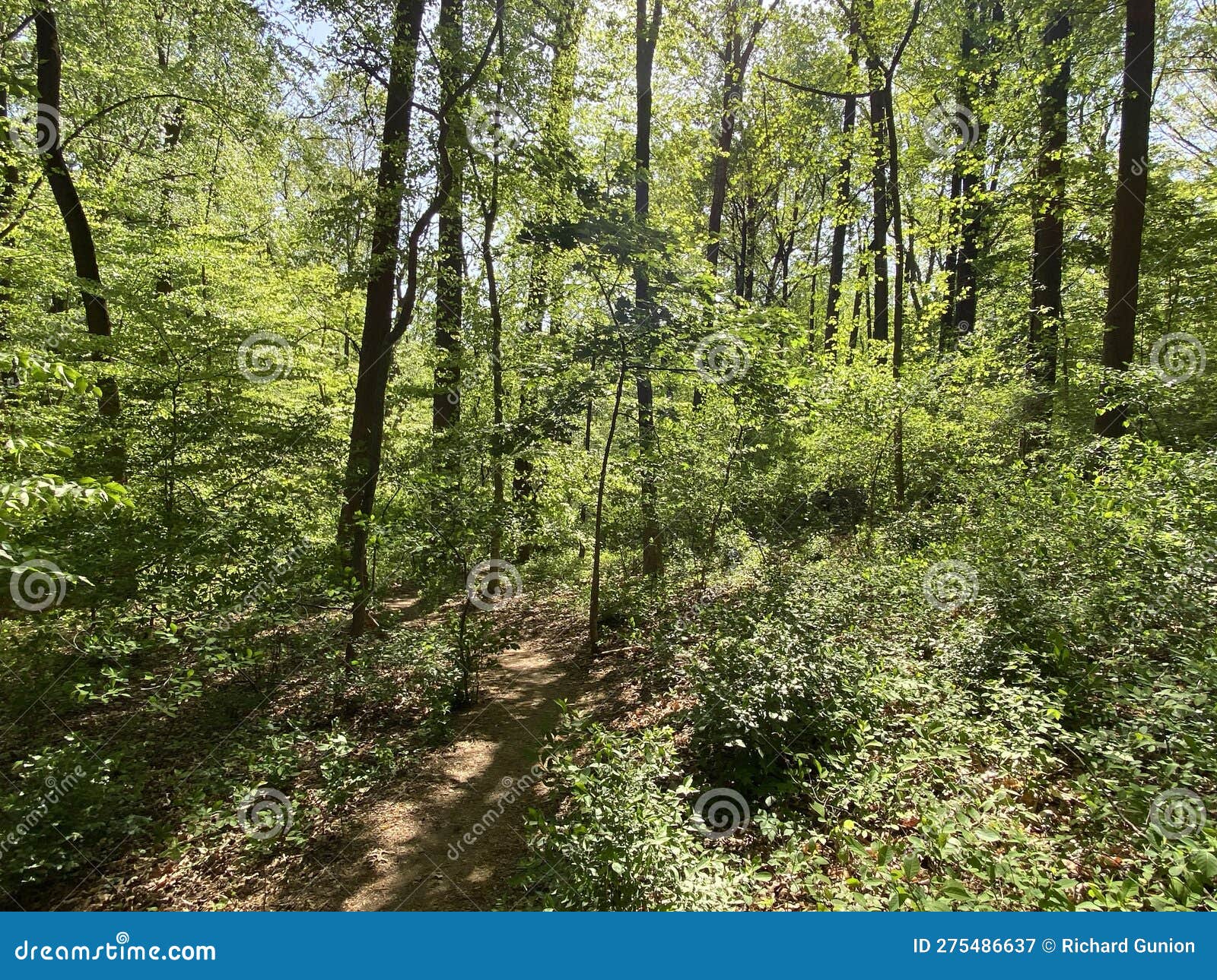 Pretty Green Spring Landscape Forest in April Stock Image - Image of ...
