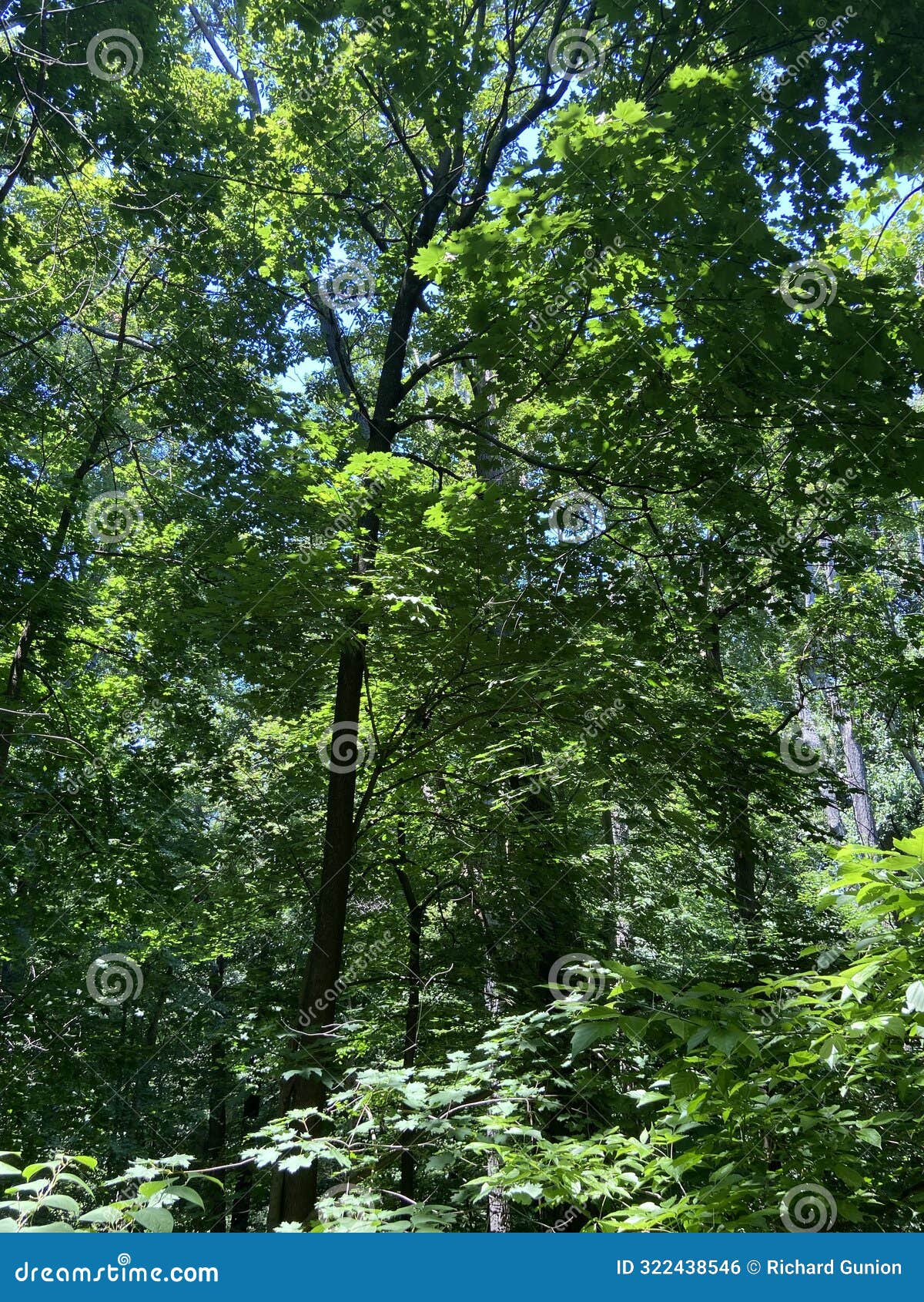 Pretty Green Tree in the Forest in Spring in June Stock Photo - Image ...