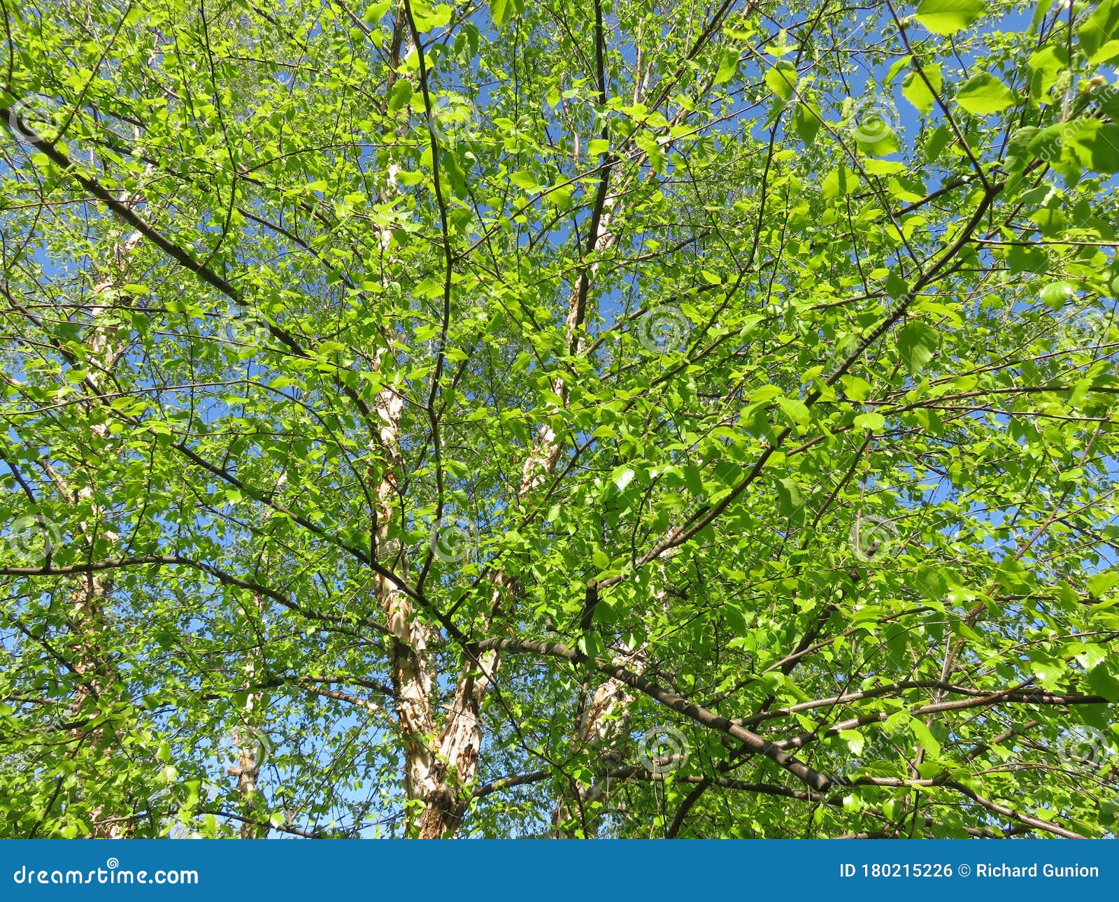 Pretty Green Tree in Spring in April Stock Photo - Image of tree, april ...