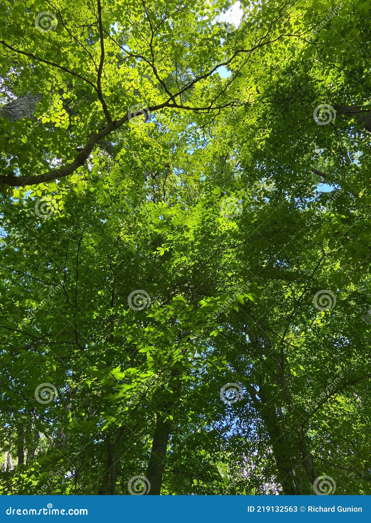 Pretty Green Trees in the Forest in May Stock Image - Image of green ...