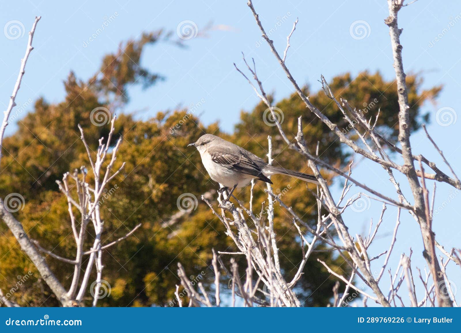 Pretty Grey Mockingbird Sitting at the Top of a Tree Branch. Perched on ...