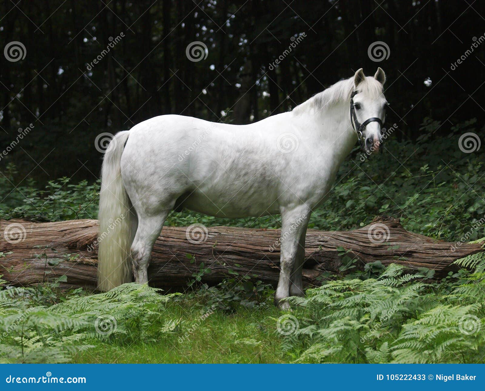 Pretty Grey Pony stock image. Image of bridle, grey - 105222433