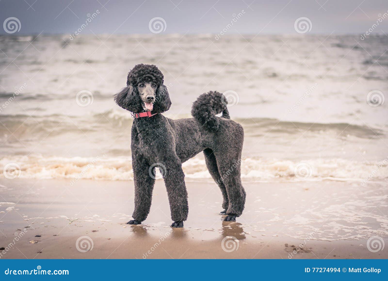 Pretty Groomed Grey Standard Poodle Dog Stock Photo - Image of obedient, sitting: 77274994