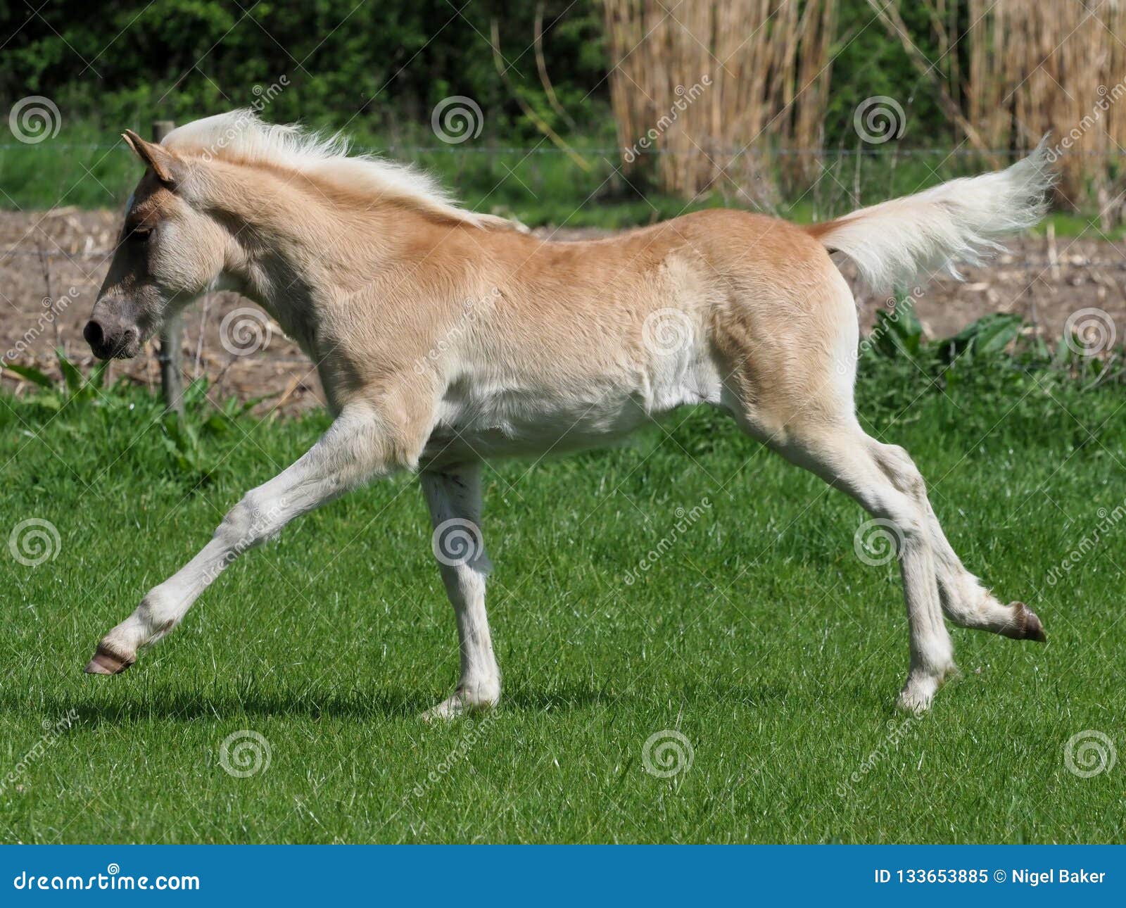 Cute Haflinger Foal stock image. Image of countryside - 133653885