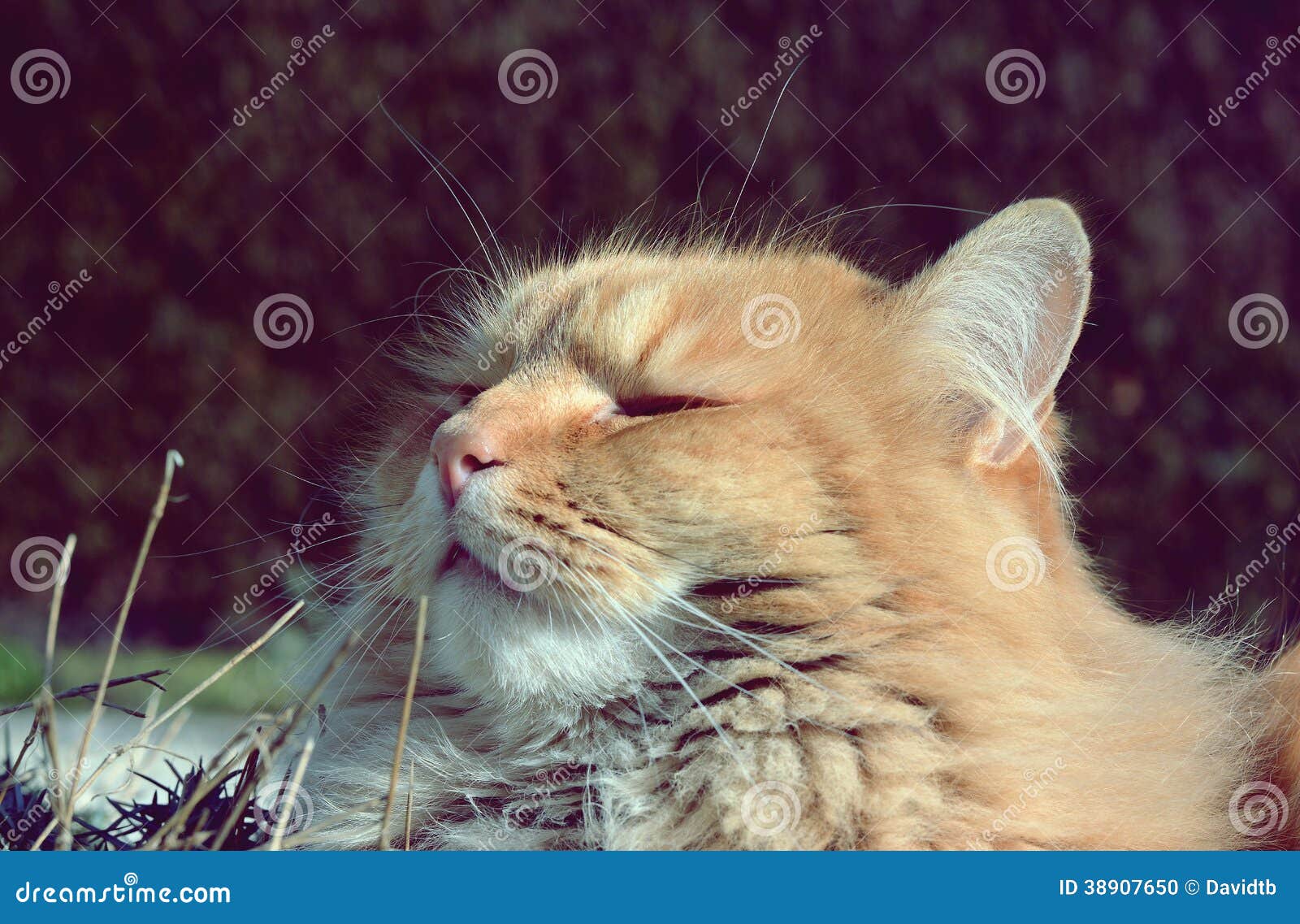Pretty happy and proud cat stock photo. Image of little - 38907650