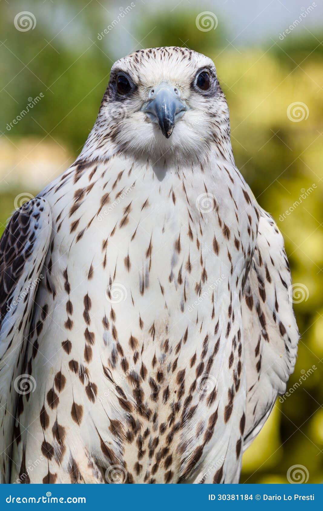 Pretty hawk stock photo. Image of feathers, kestrel, hunter - 30381184