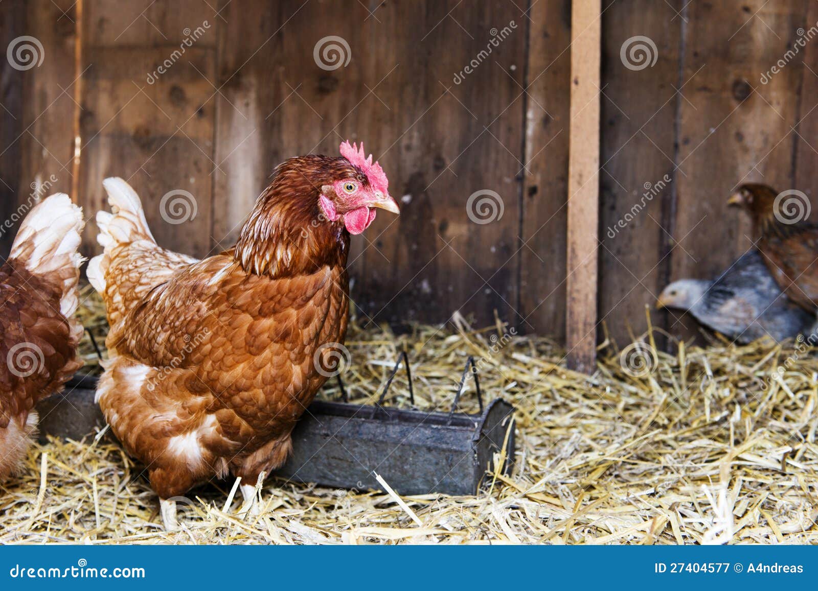Pretty Hen Chicken with Red Crown Sitting in Hay Stock Image - Image of ...