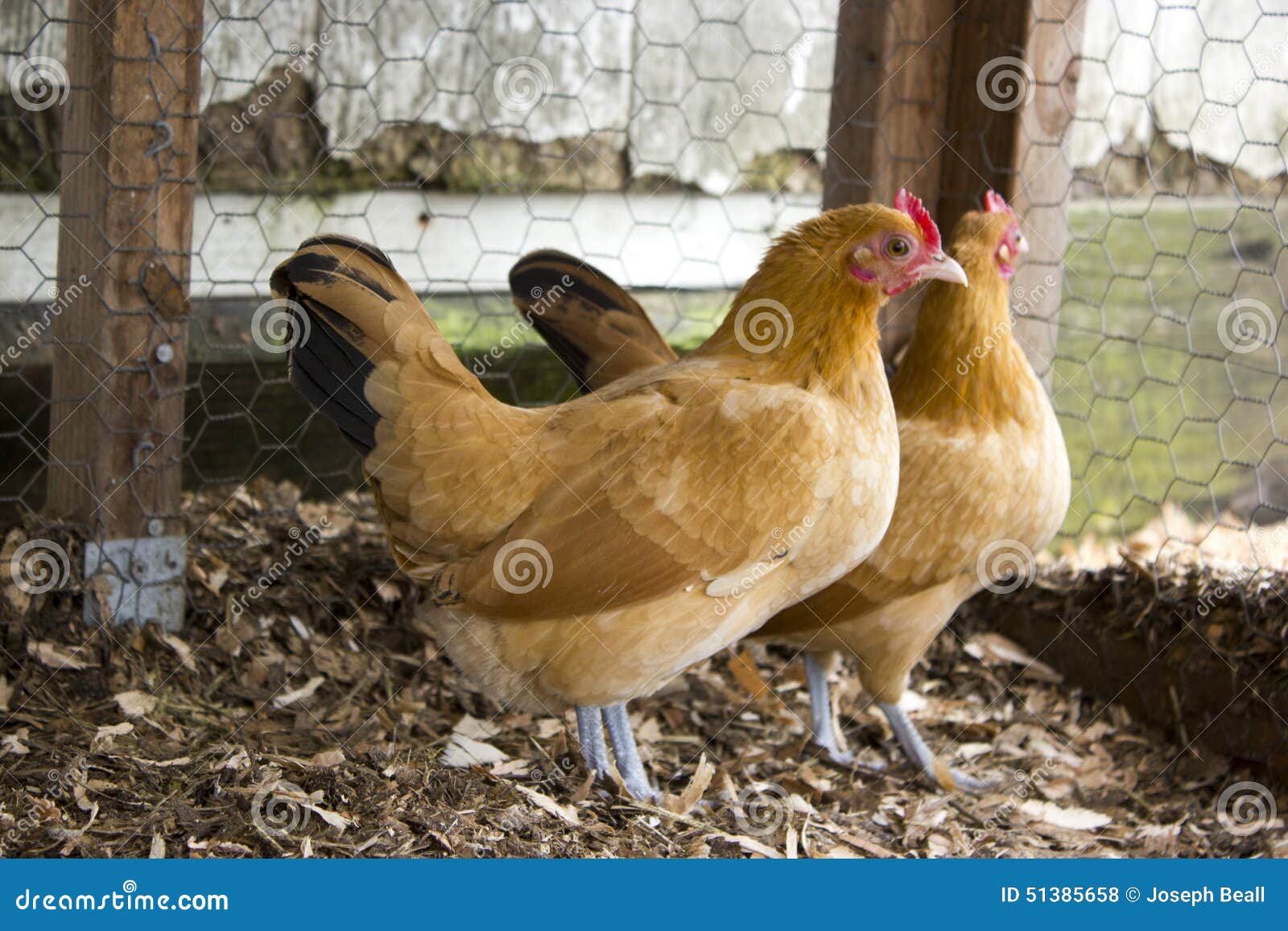 Pretty Hens stock photo. Image of pair, pretty, coop - 51385658