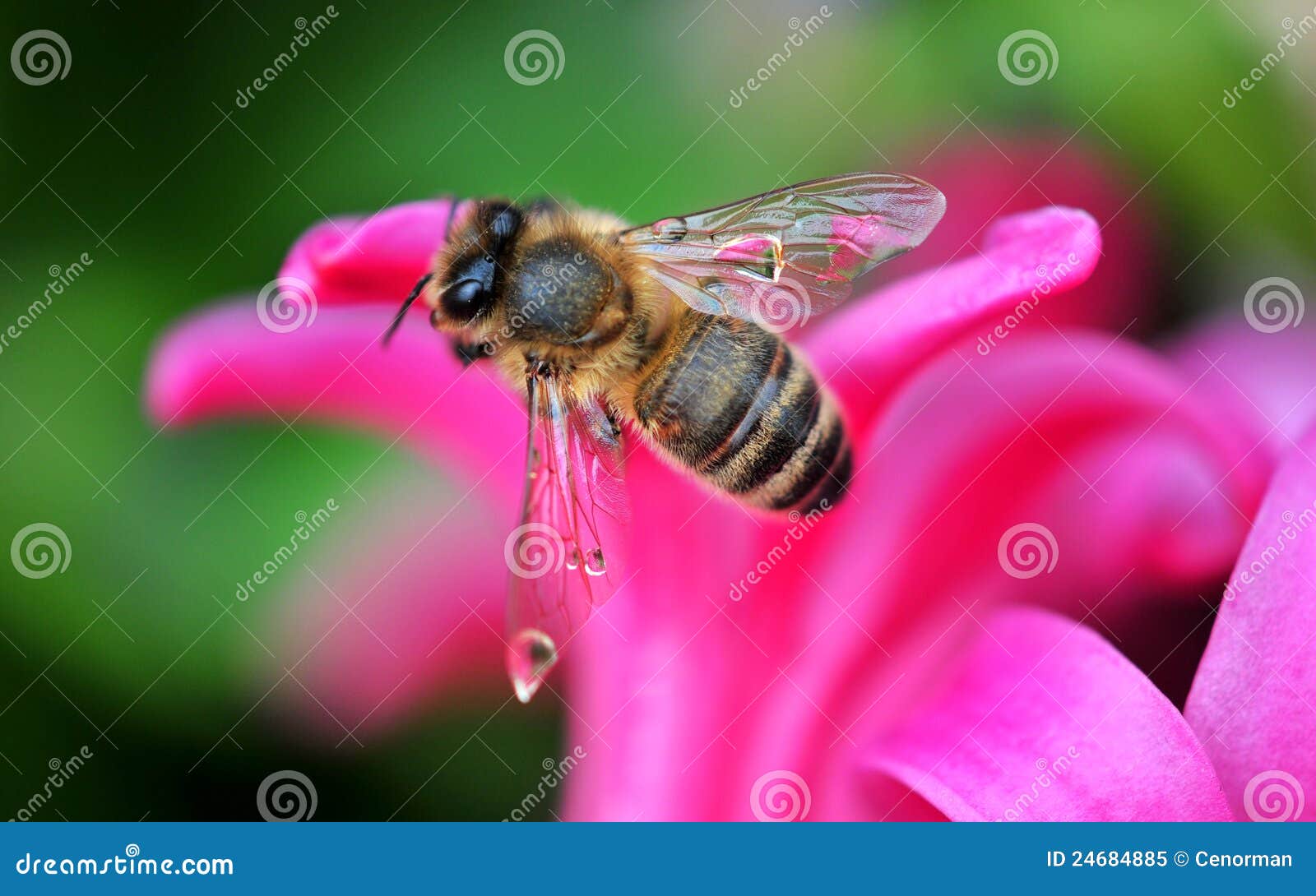 Pretty honey bee stock image. Image of raindrops, delicate - 24684885
