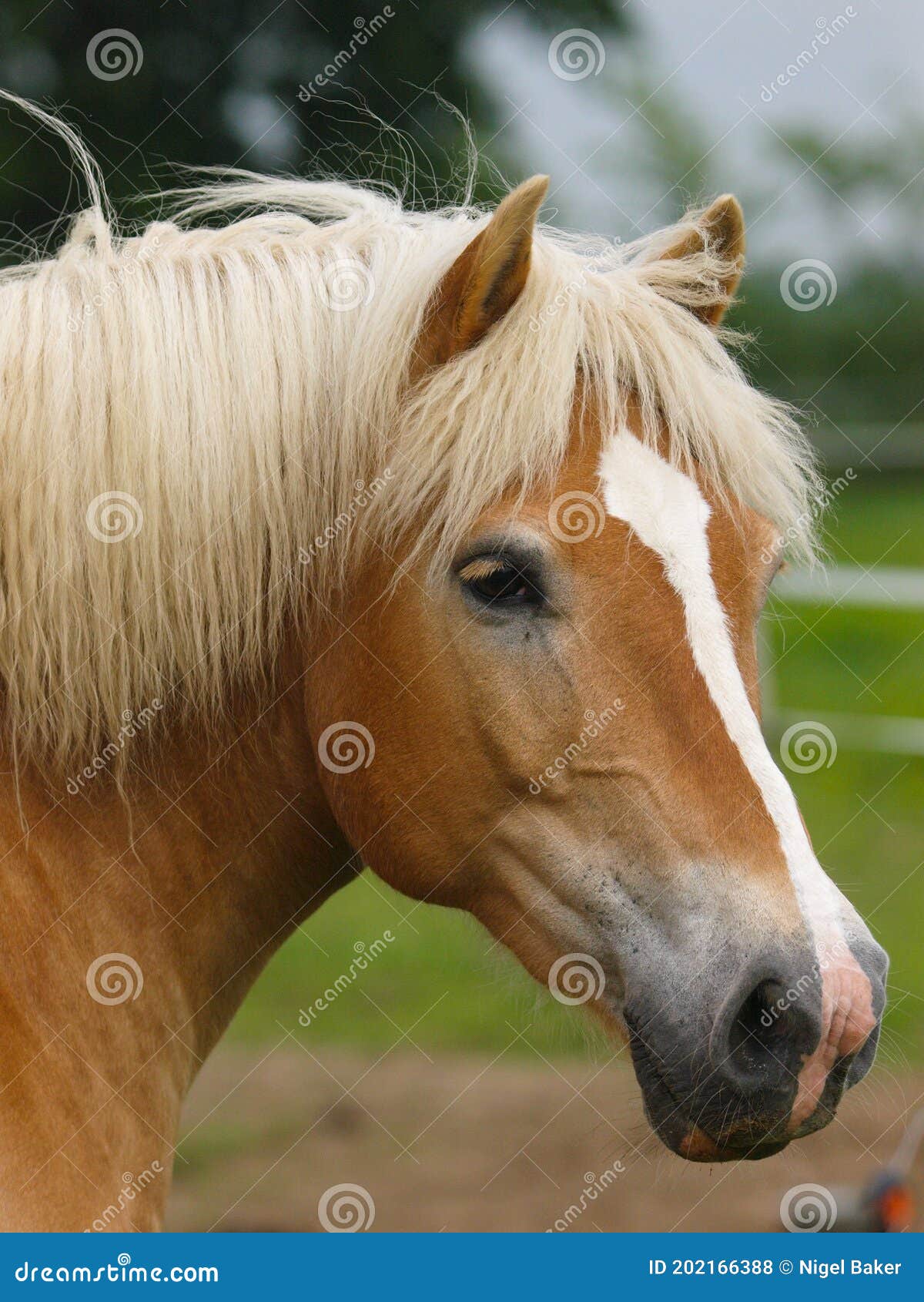 Pretty Horse Headshot stock photo. Image of riding, eyes - 202166388