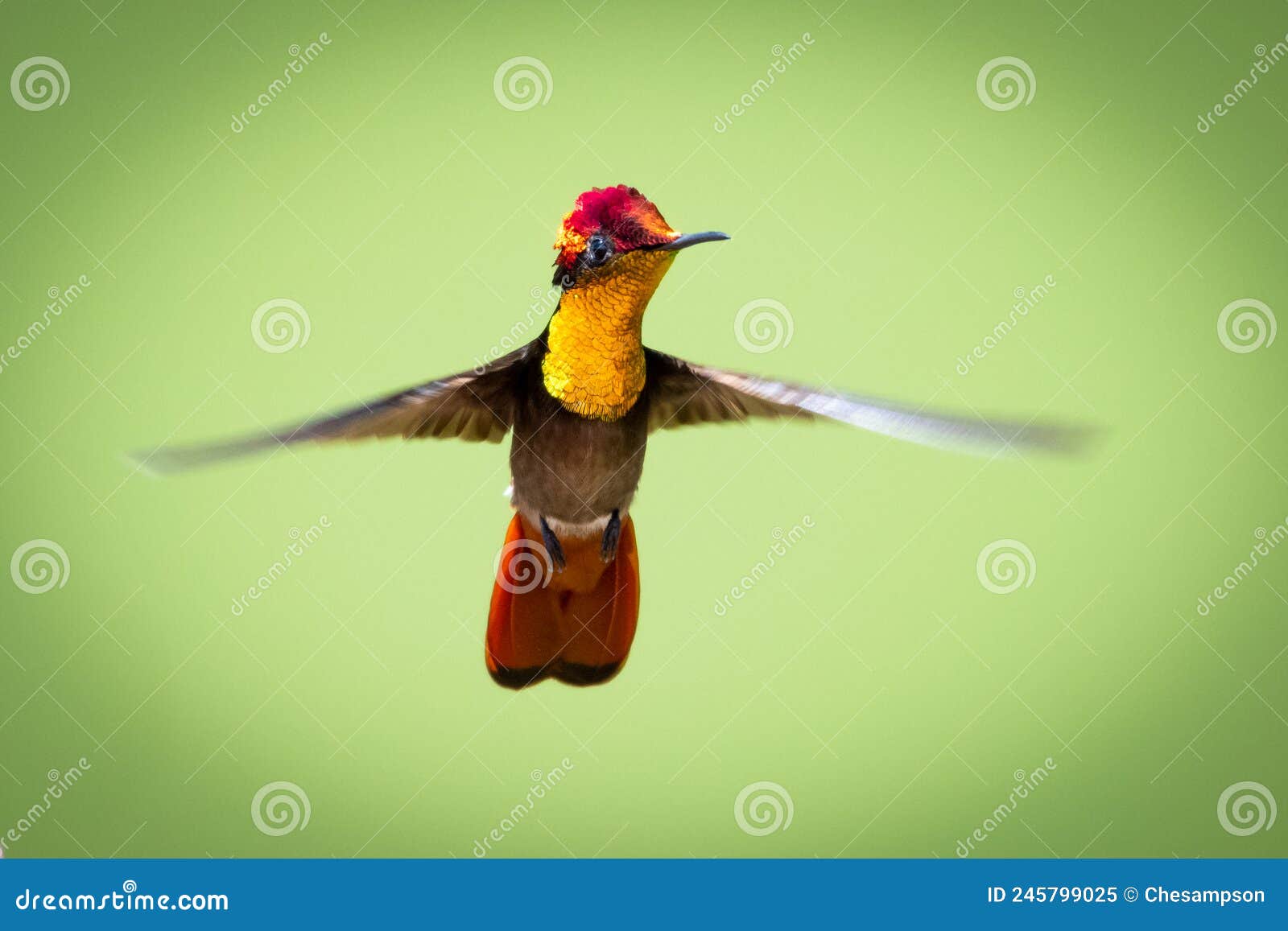 Pretty Hummingbird with Gold and Red Feathers Hovering Facing the ...
