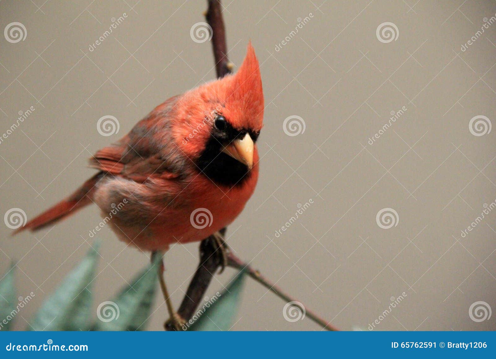 Pretty Image of Red Cardinal Posed on Tree Branch Stock Image - Image ...