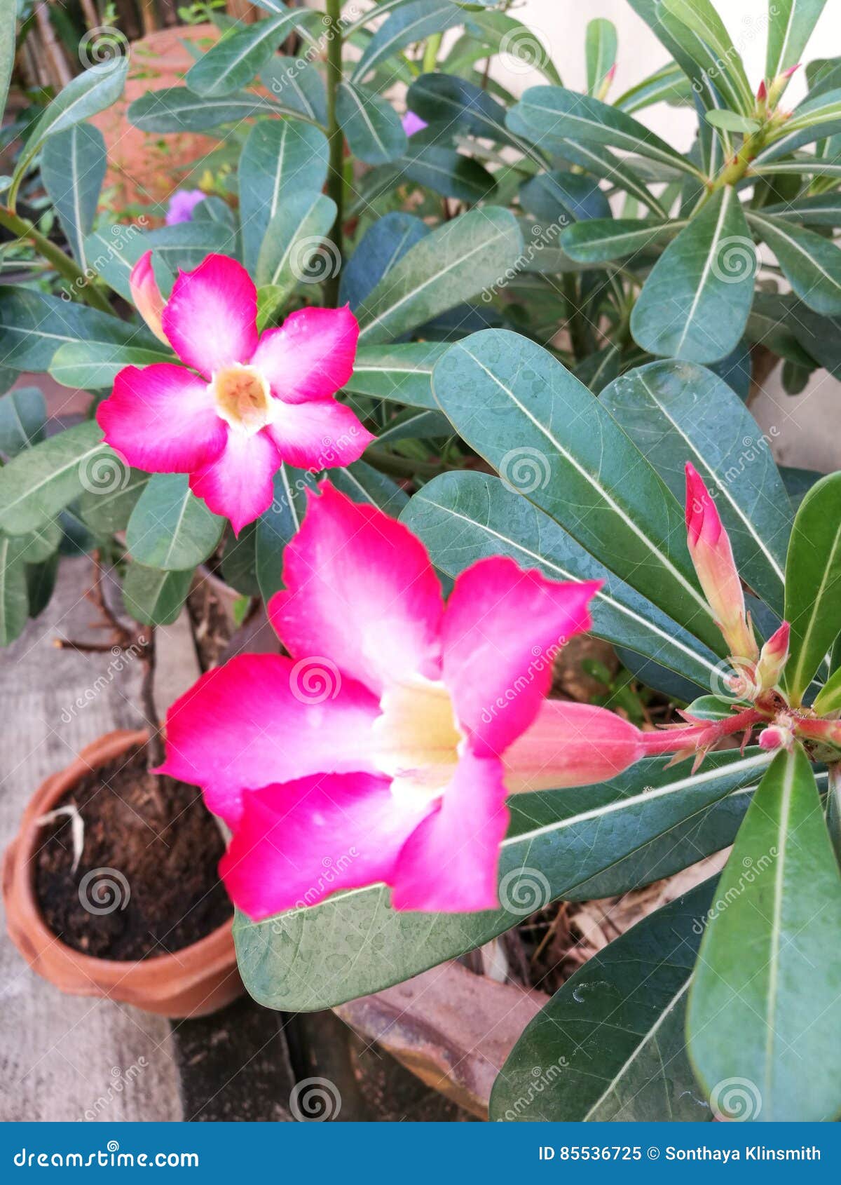 Pretty impala lily stock image. Image of bright, bloom - 85536725
