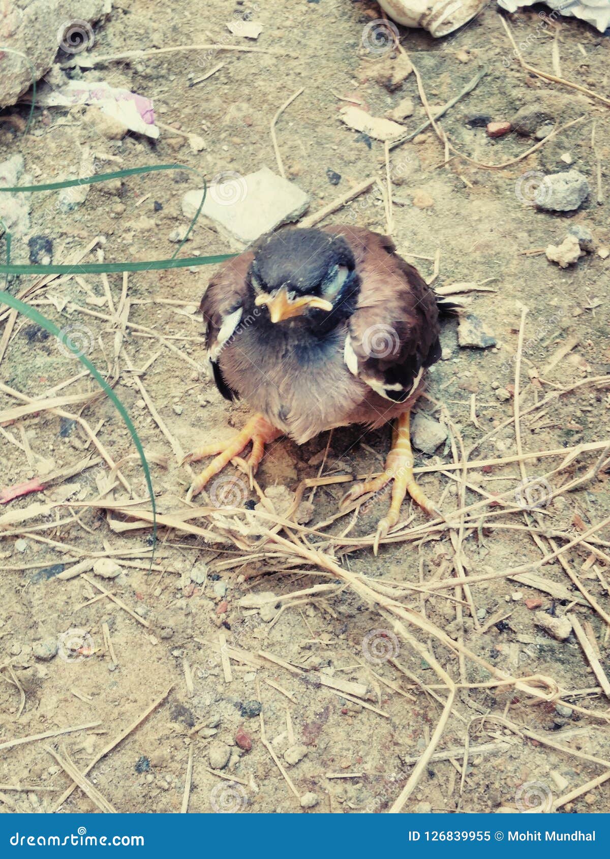 Pretty indian sparrow stock image. Image of pretty, life - 126839955