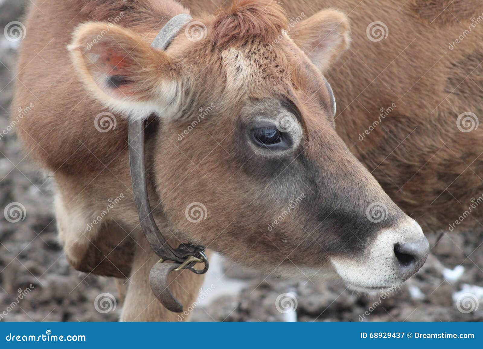 Pretty jersey heifer stock image. Image of jersey, pretty - 68929437