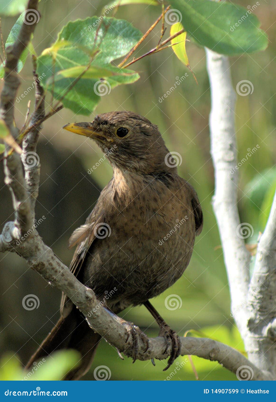 A Pretty Juvenile Female Blackbird Stock Image - Image of nature ...