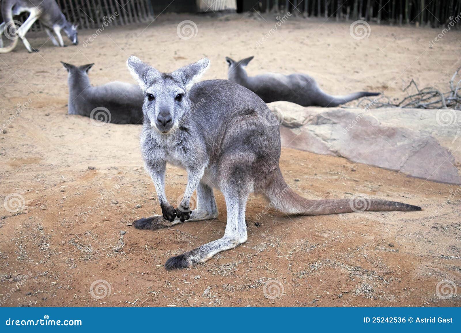 The pretty kÃ¤nguru editorial photo. Image of captivity - 25242536