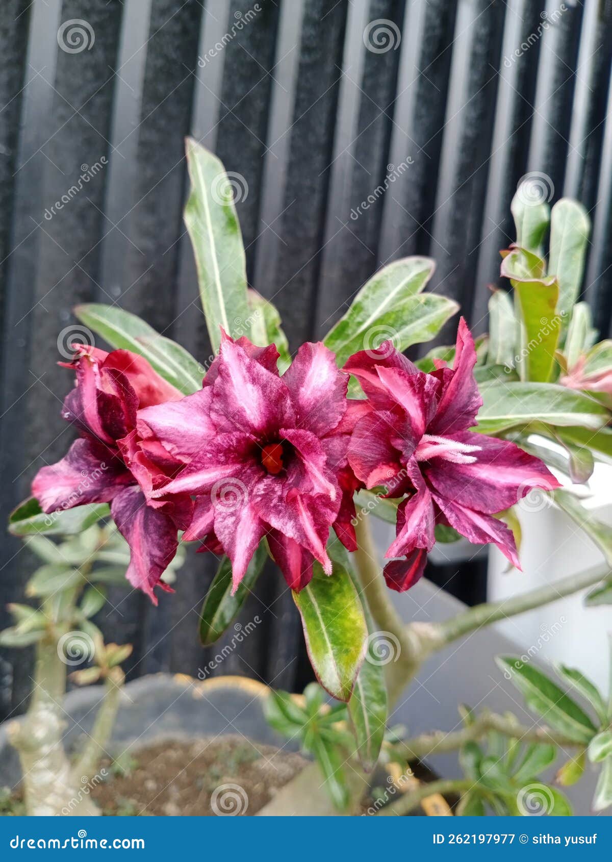 Pretty Kamboja flower stock image. Image of produce - 262197977