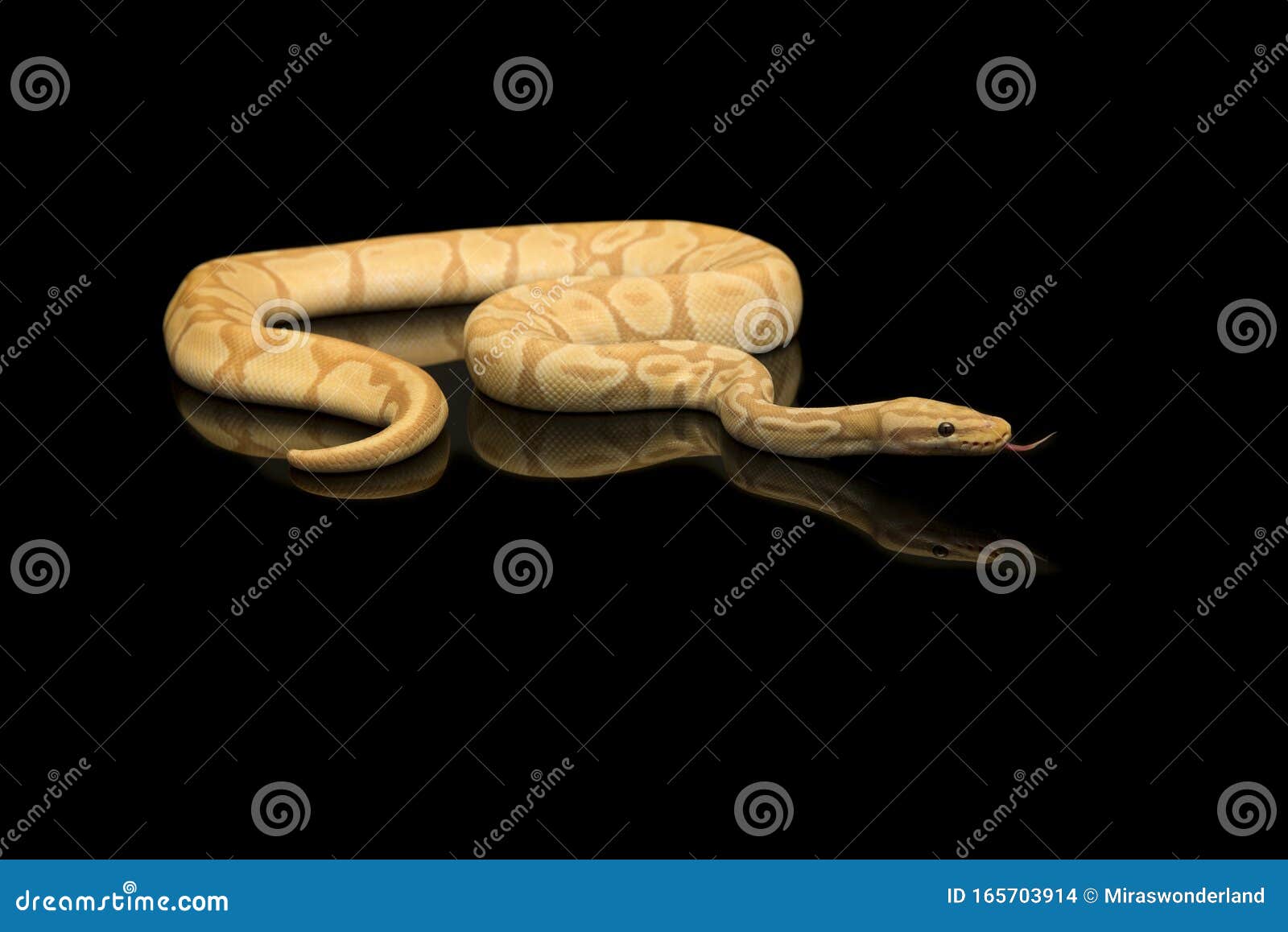 Pretty King Python Snake On A Black Background With Reflection With ...